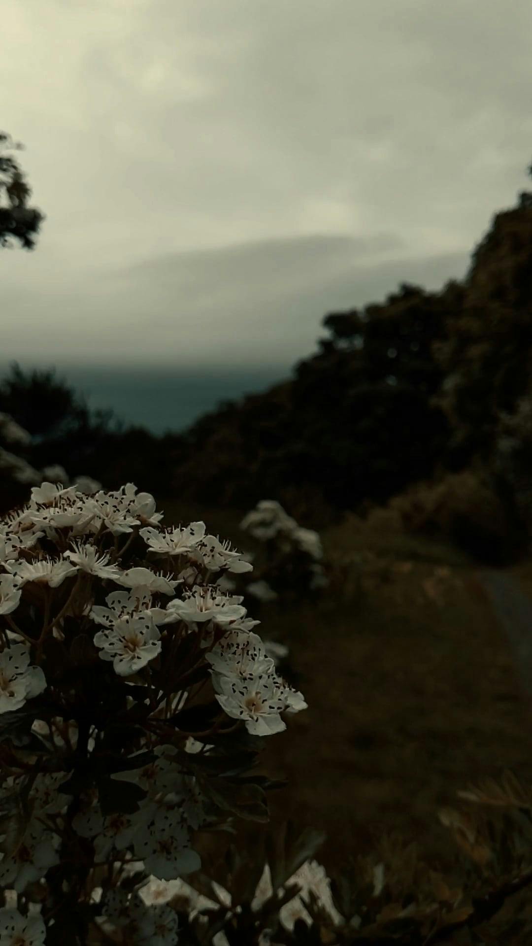 A Shadow of Leaves Swaying in the Wind · Free Stock Video