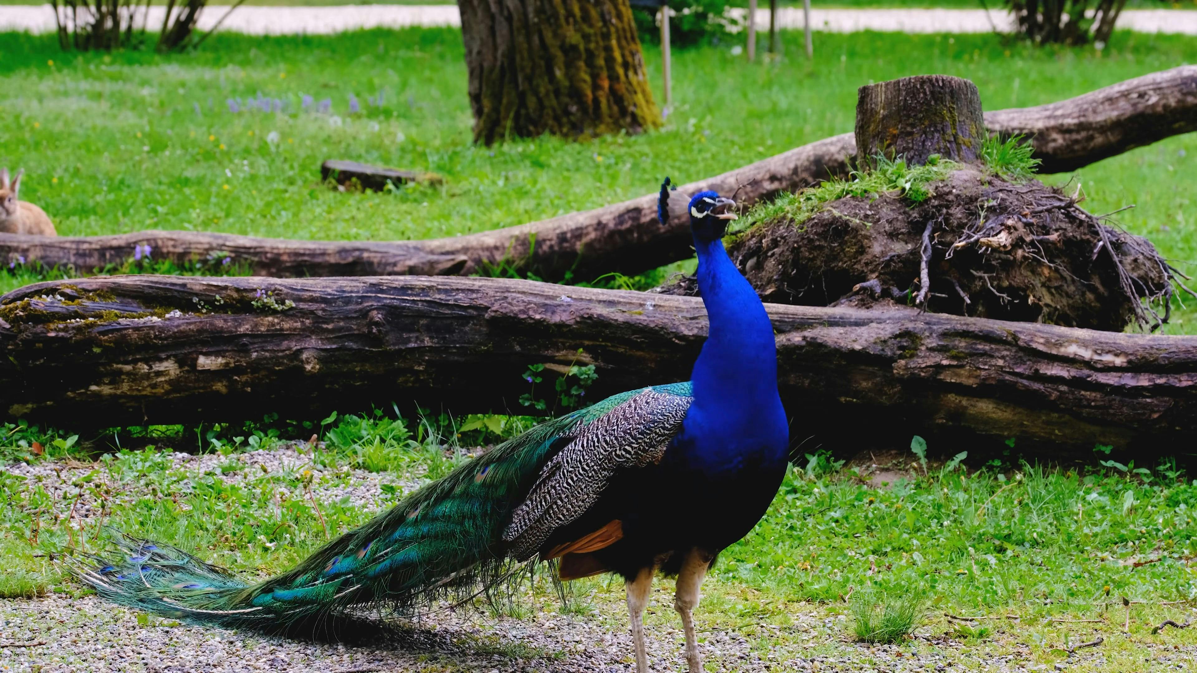 A Peacock Squeaking Free Stock Video Footage, Royalty-Free 4K & HD ...