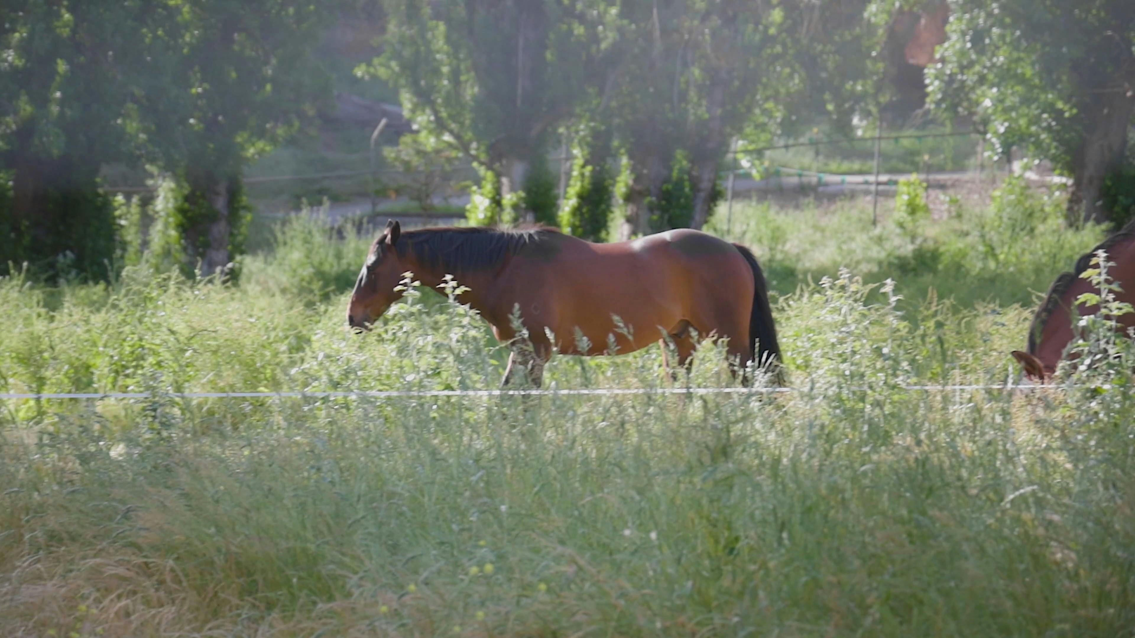 A Horse Walking on the Farm Free Stock Video Footage, Royalty-Free 4K ...