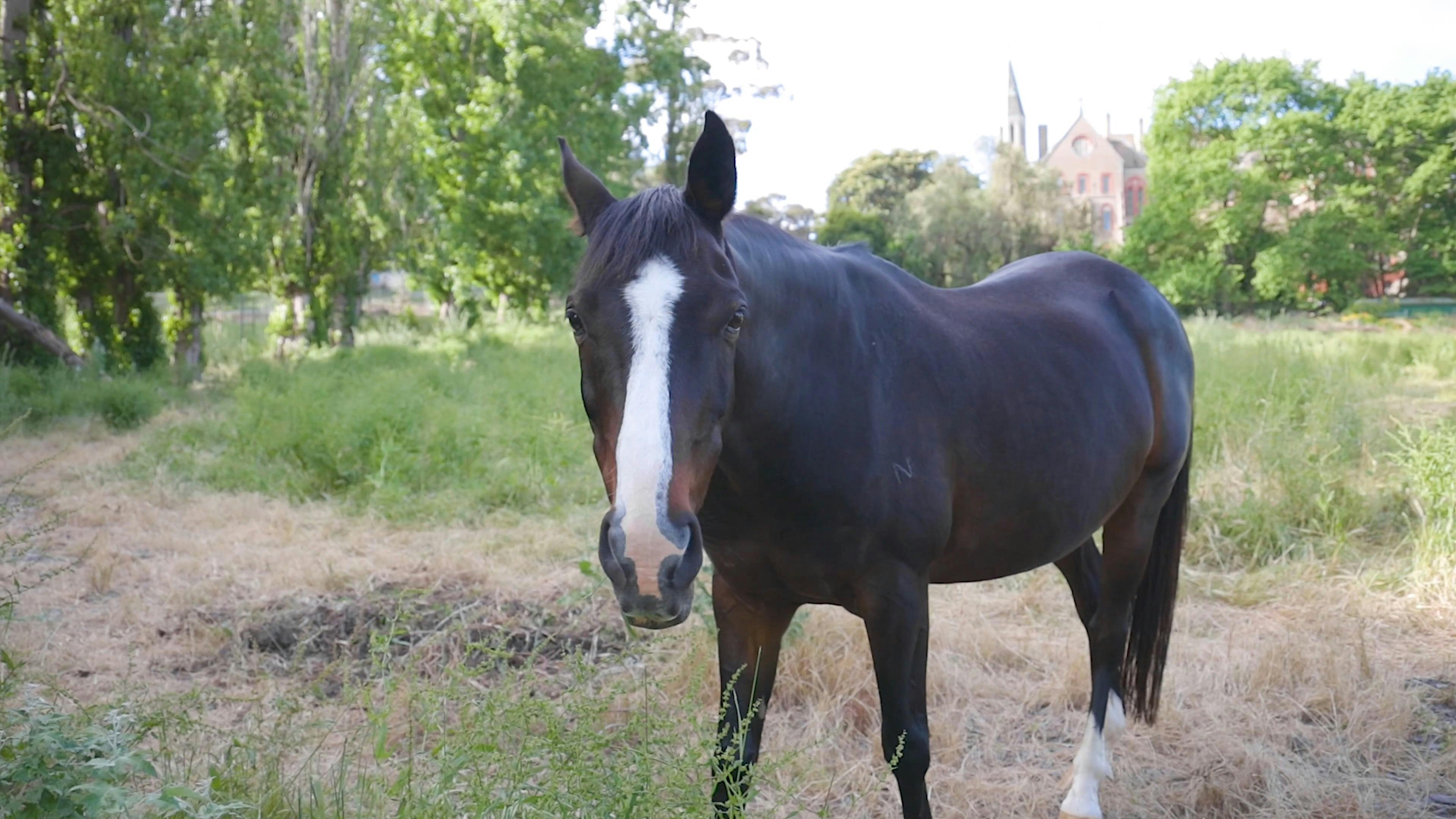 Animal In Field Videos, Download The BEST Free 4k Stock Video Footage ...