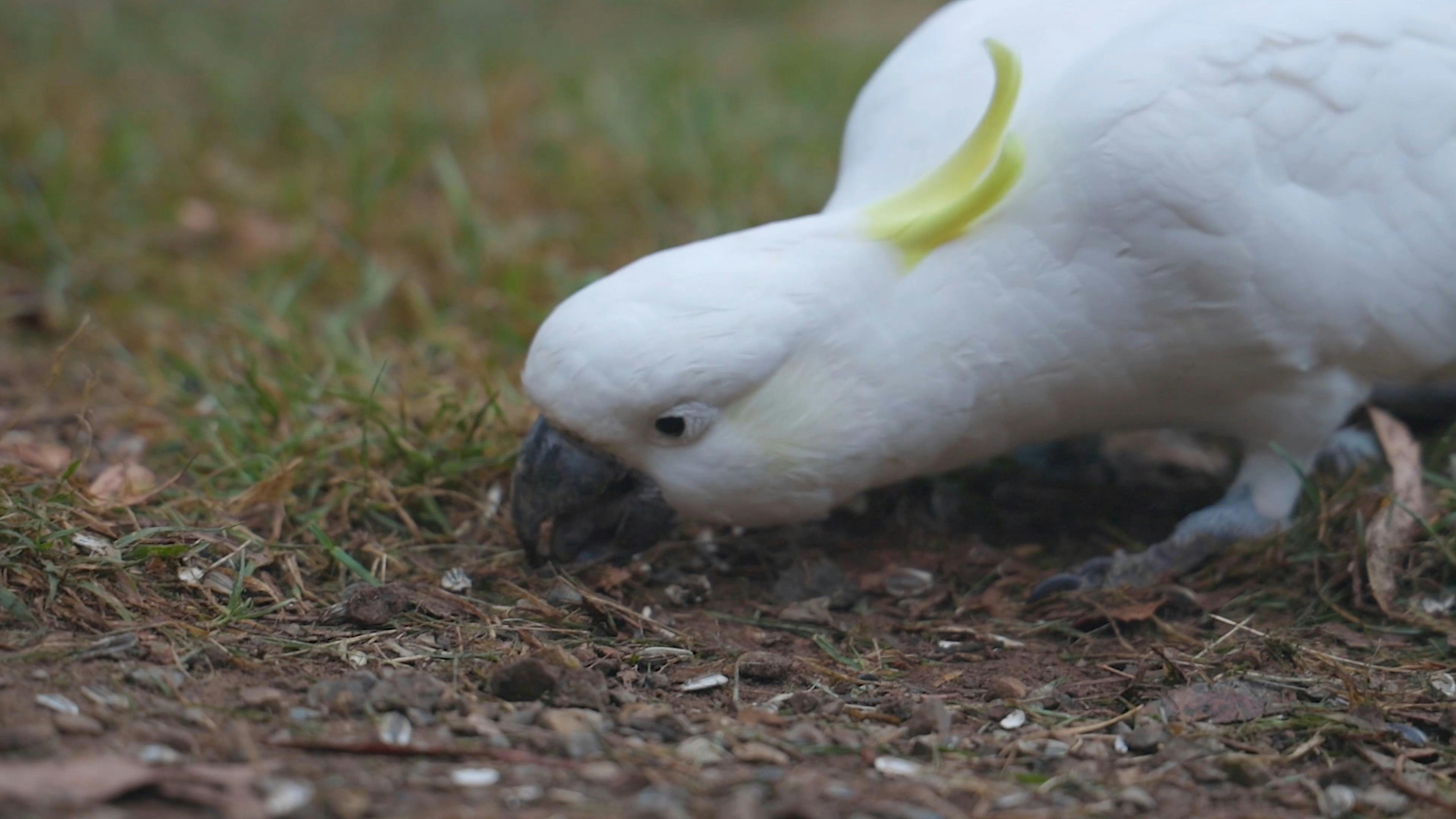 Close Up of an Eating Cockatoo · Free Stock Video