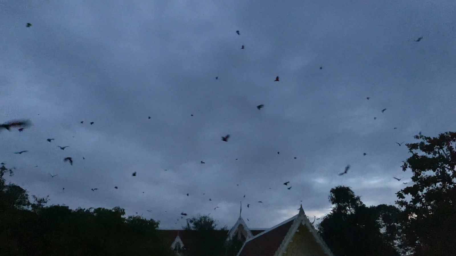 Bats Flying Videos, Download The BEST Free 4k Stock Video Footage ...