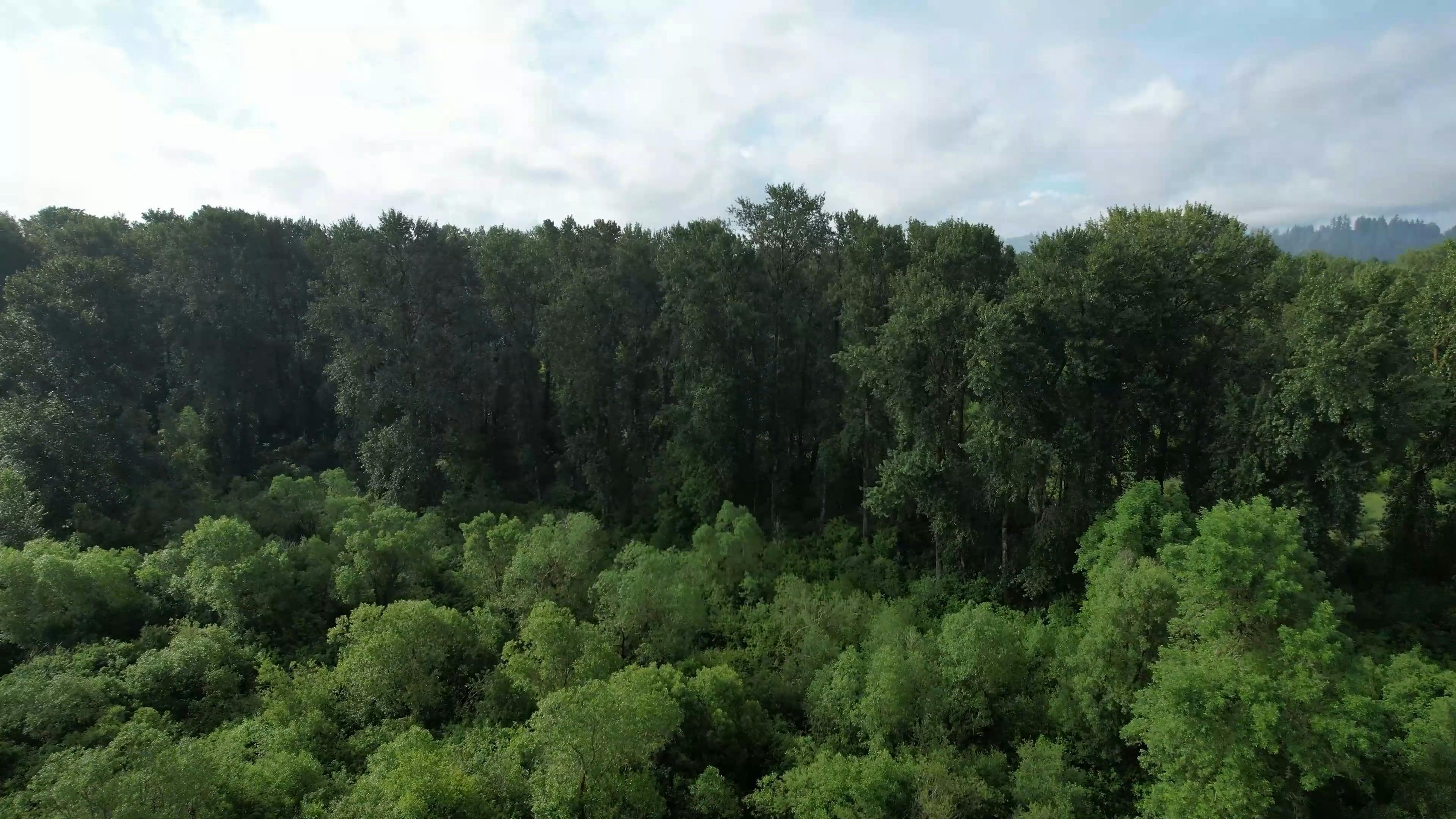 Drone Footage of a Forest · Free Stock Video