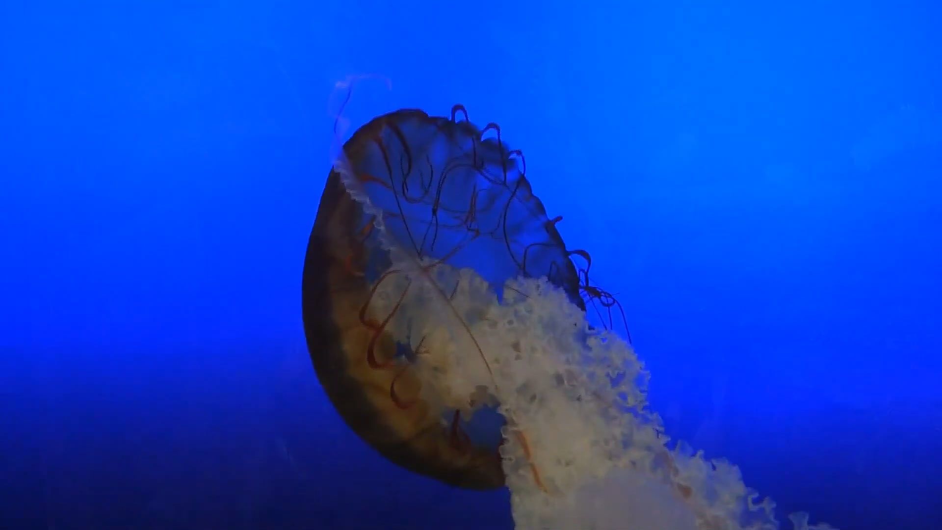Jellyfish Swimming In Circular Motion In An Aquarium Free Stock Video ...