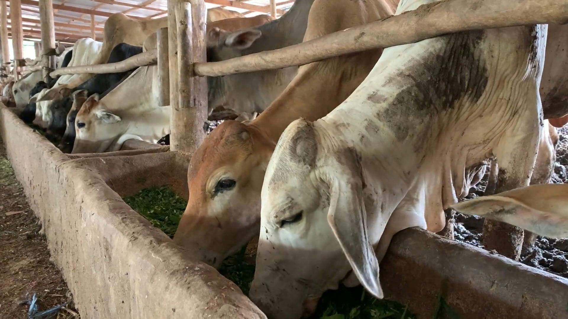 Cows Eating Free Stock Video Footage, Royalty-Free 4K & HD Video Clip