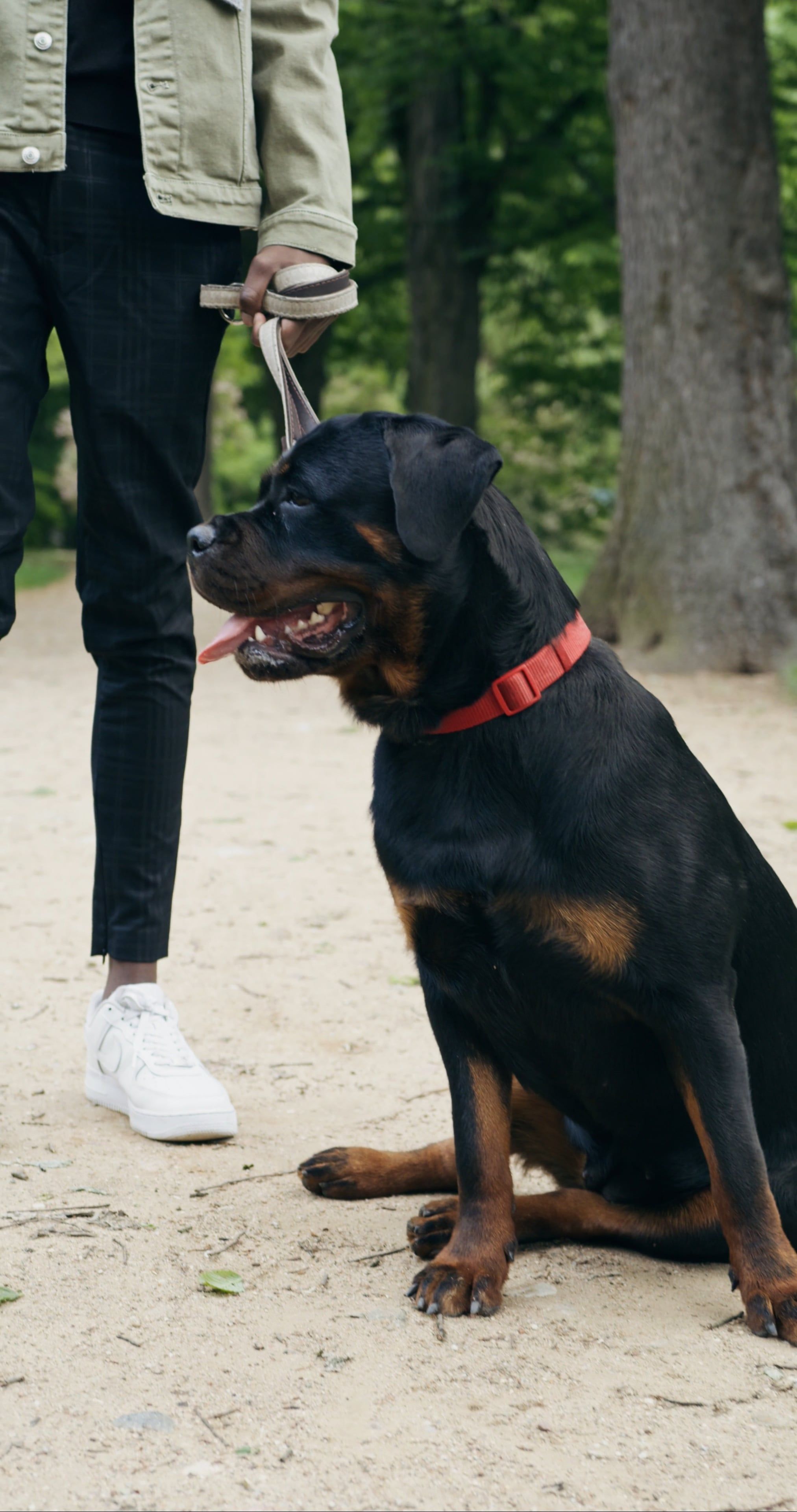 Man In the Park with His Rottweiler · Free Stock Video