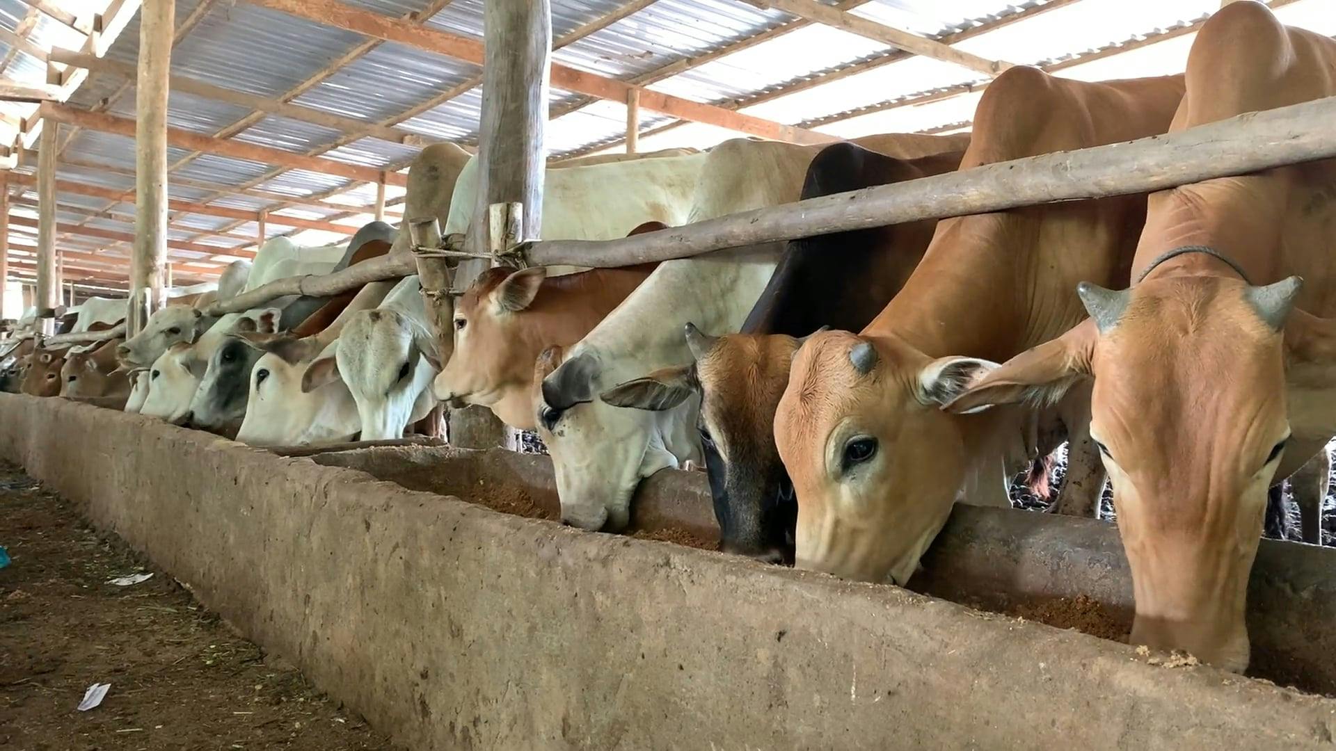 Cows Eating in the Farm Free Stock Video Footage, Royalty-Free 4K & HD ...