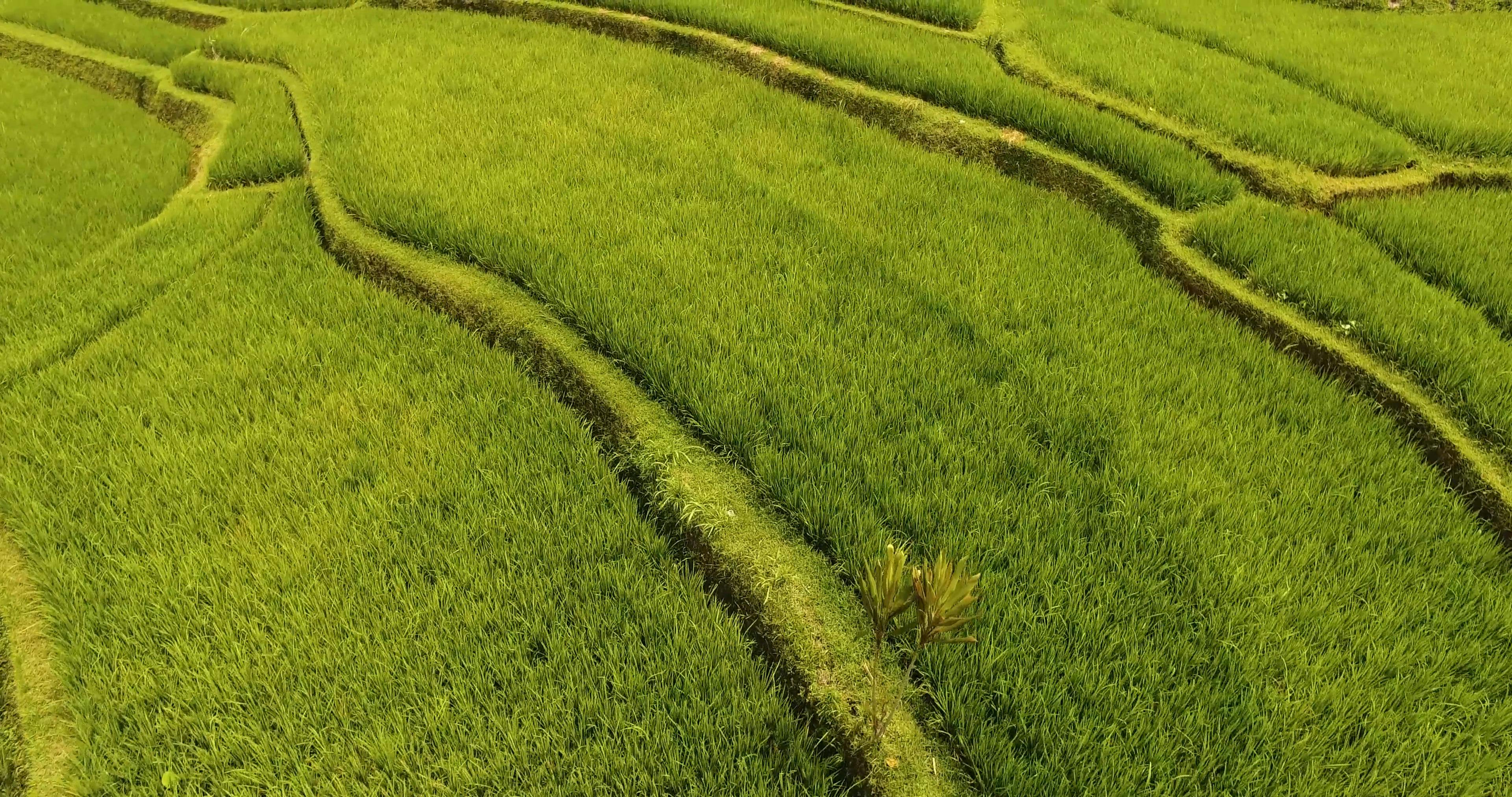 Land Full Of Plantation Free Stock Video Footage, Royalty-Free 4K & HD ...