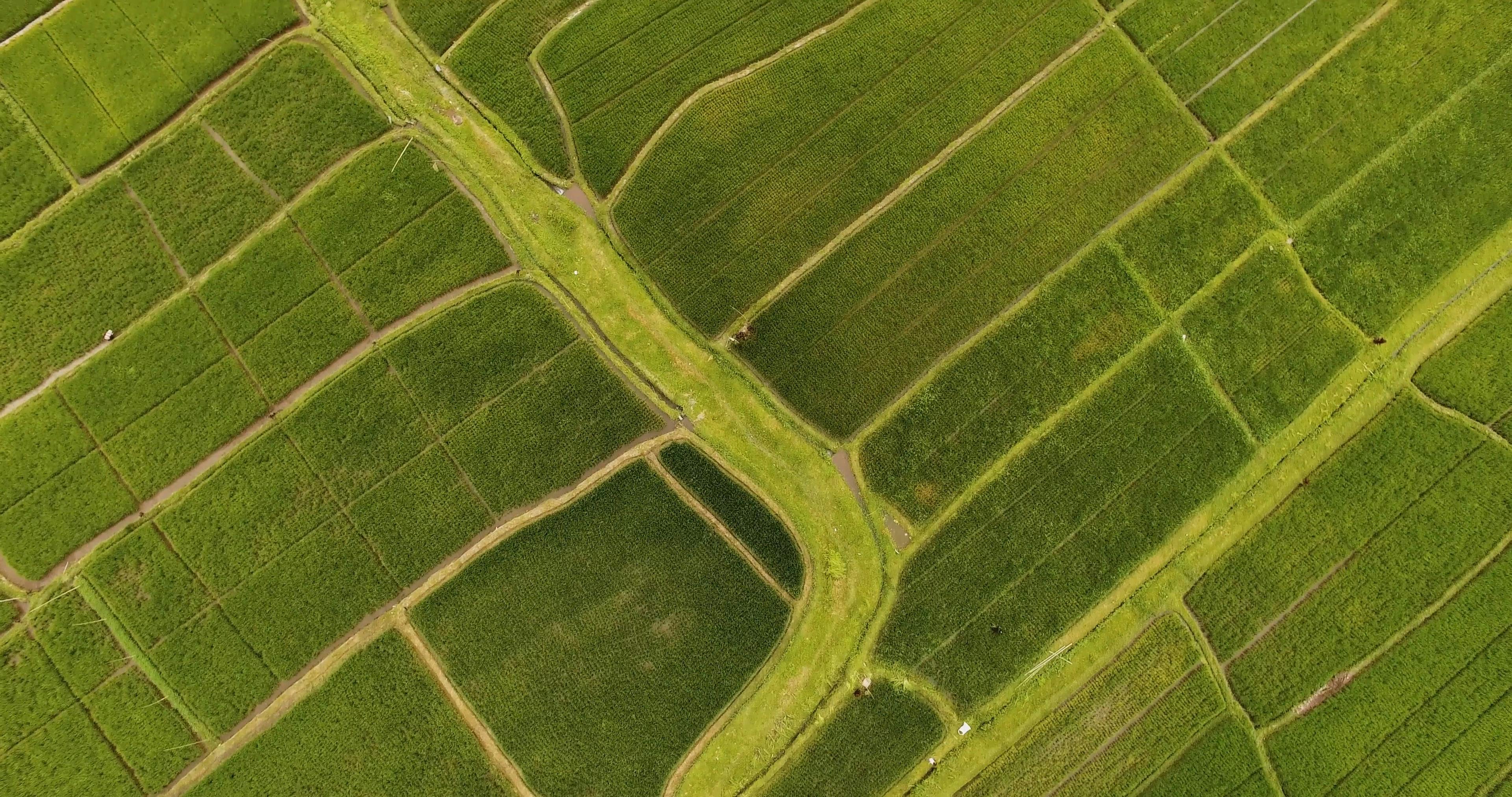 Rice Line Videos, Download The BEST Free 4k Stock Video Footage & Rice ...