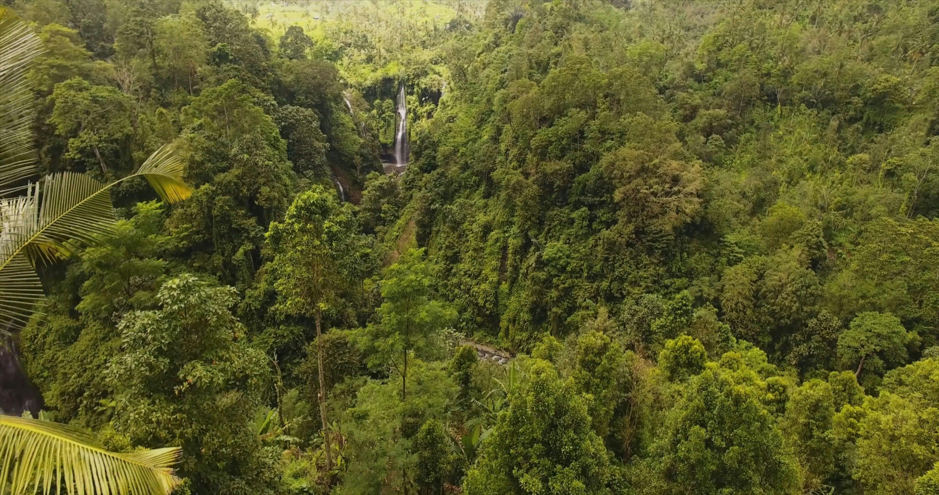 Drone Footage of a Forest with Waterfalls · Free Stock Video
