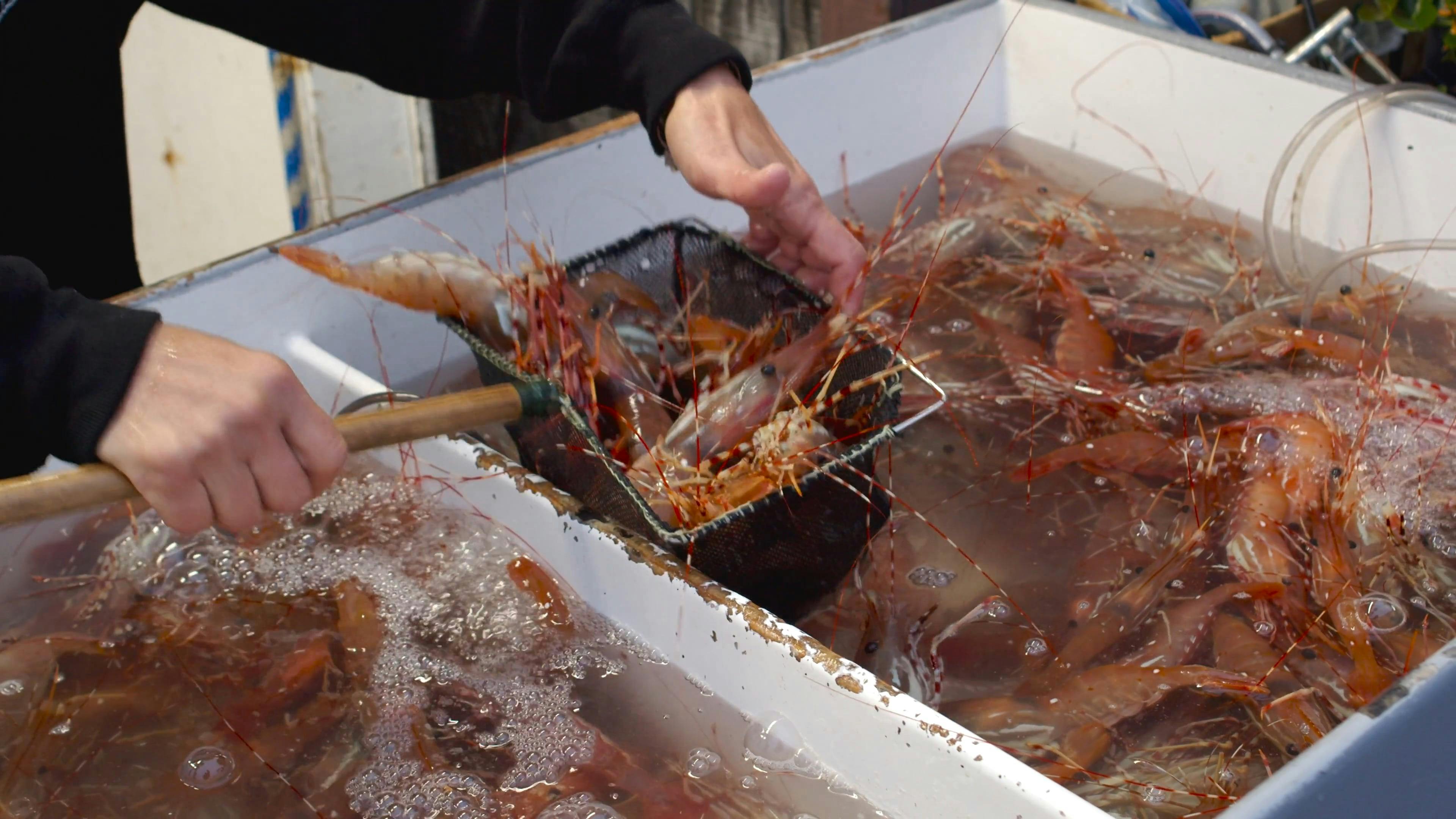 Person Catching Shrimps and Putting it on a Basket · Free Stock Video