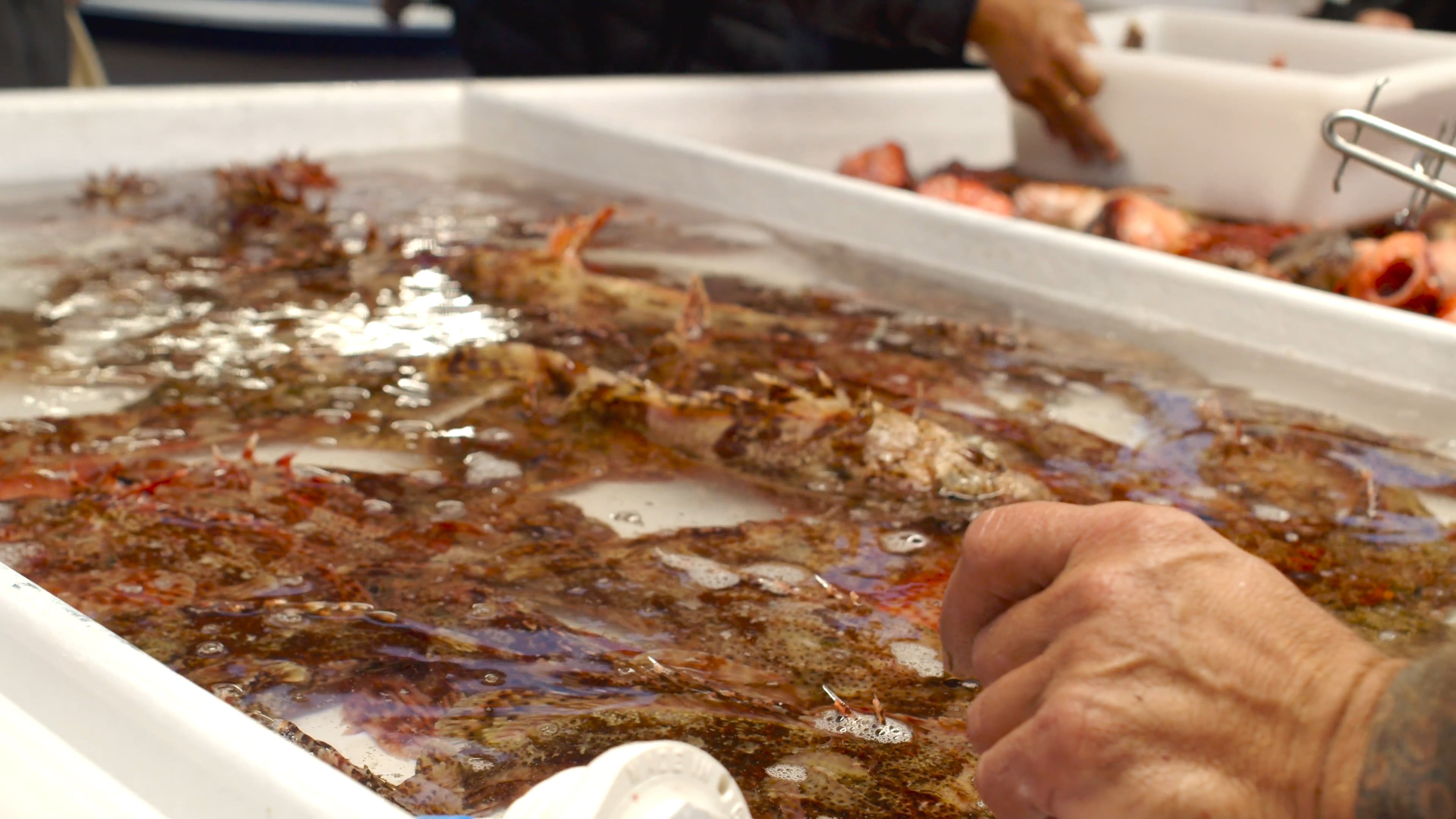 Consume Fish Videos, Download The BEST Free 4k Stock Video Footage ...