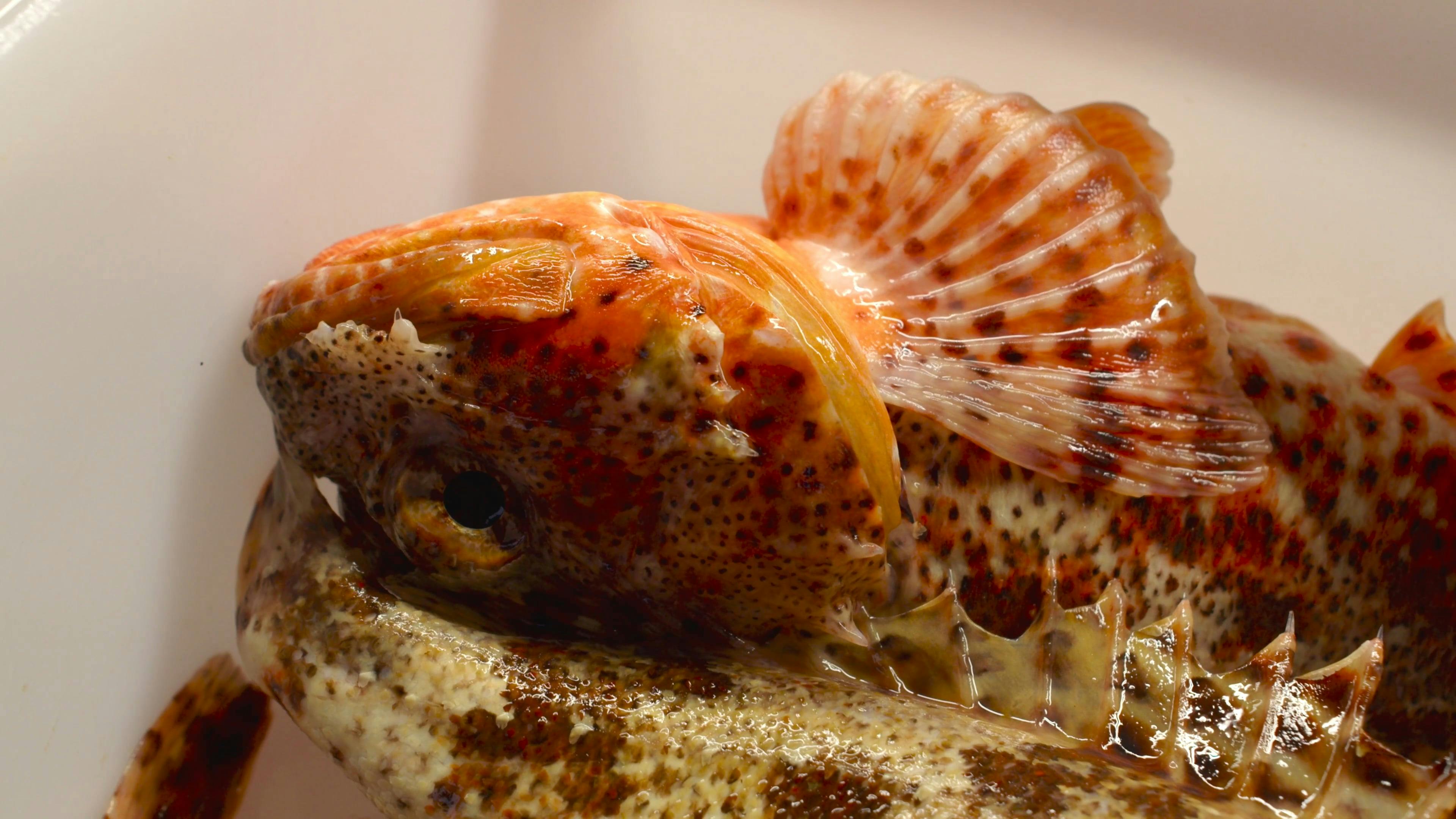 Edible Fish Videos, Download The BEST Free 4k Stock Video Footage ...