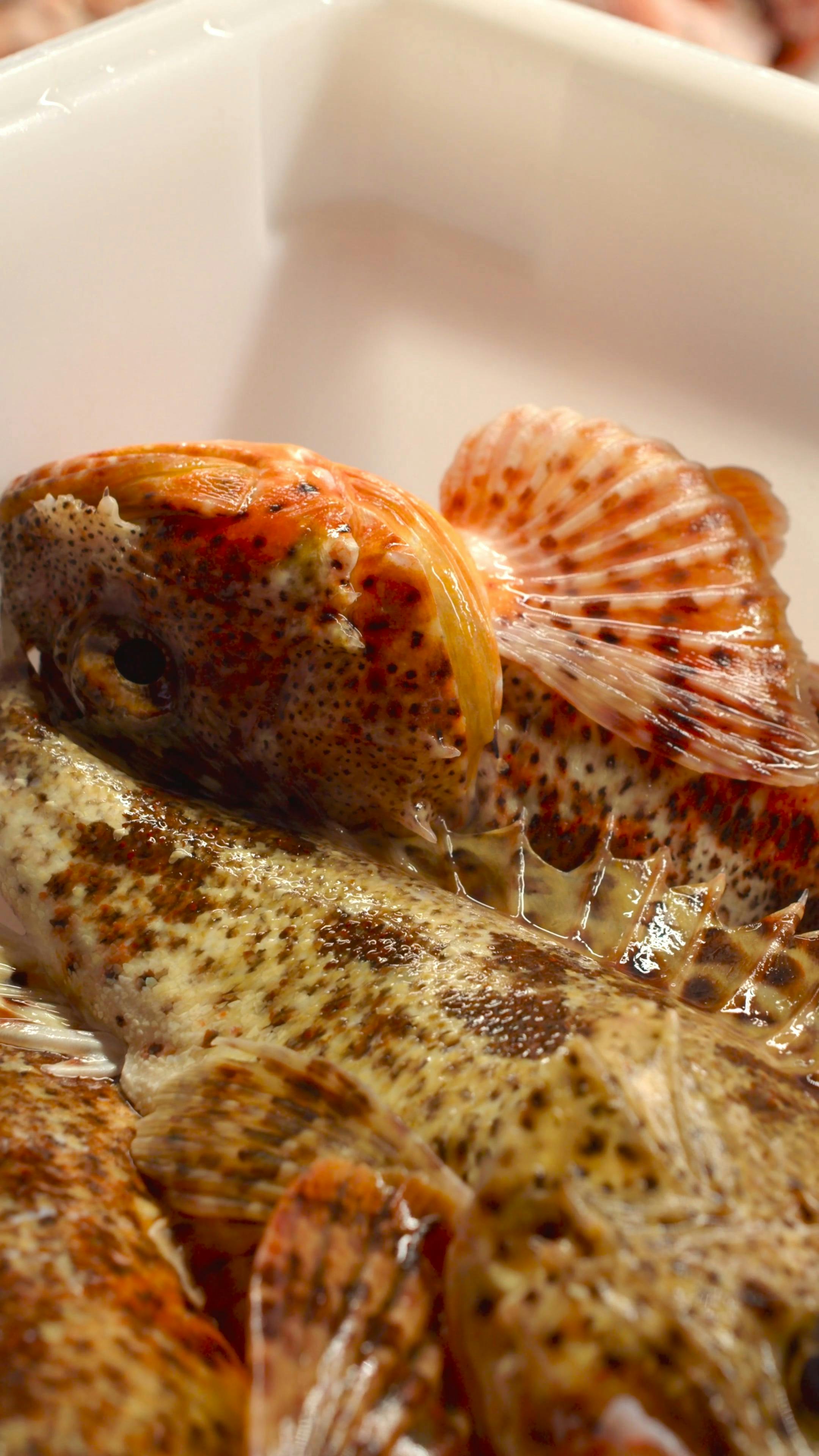 Fish Textures Videos, Download The BEST Free 4k Stock Video Footage ...