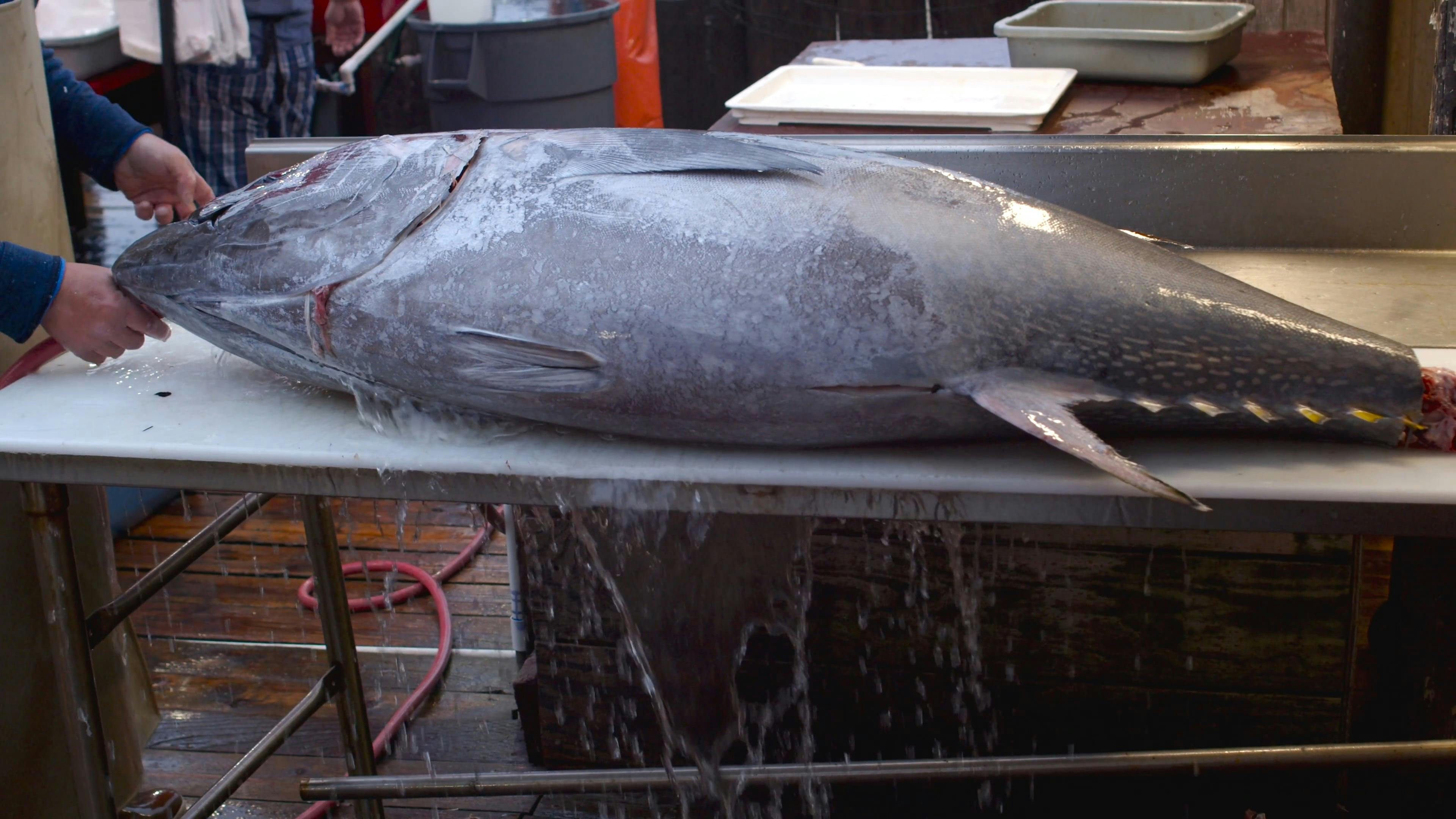 Headless Fish Videos, Download The BEST Free 4k Stock Video Footage ...