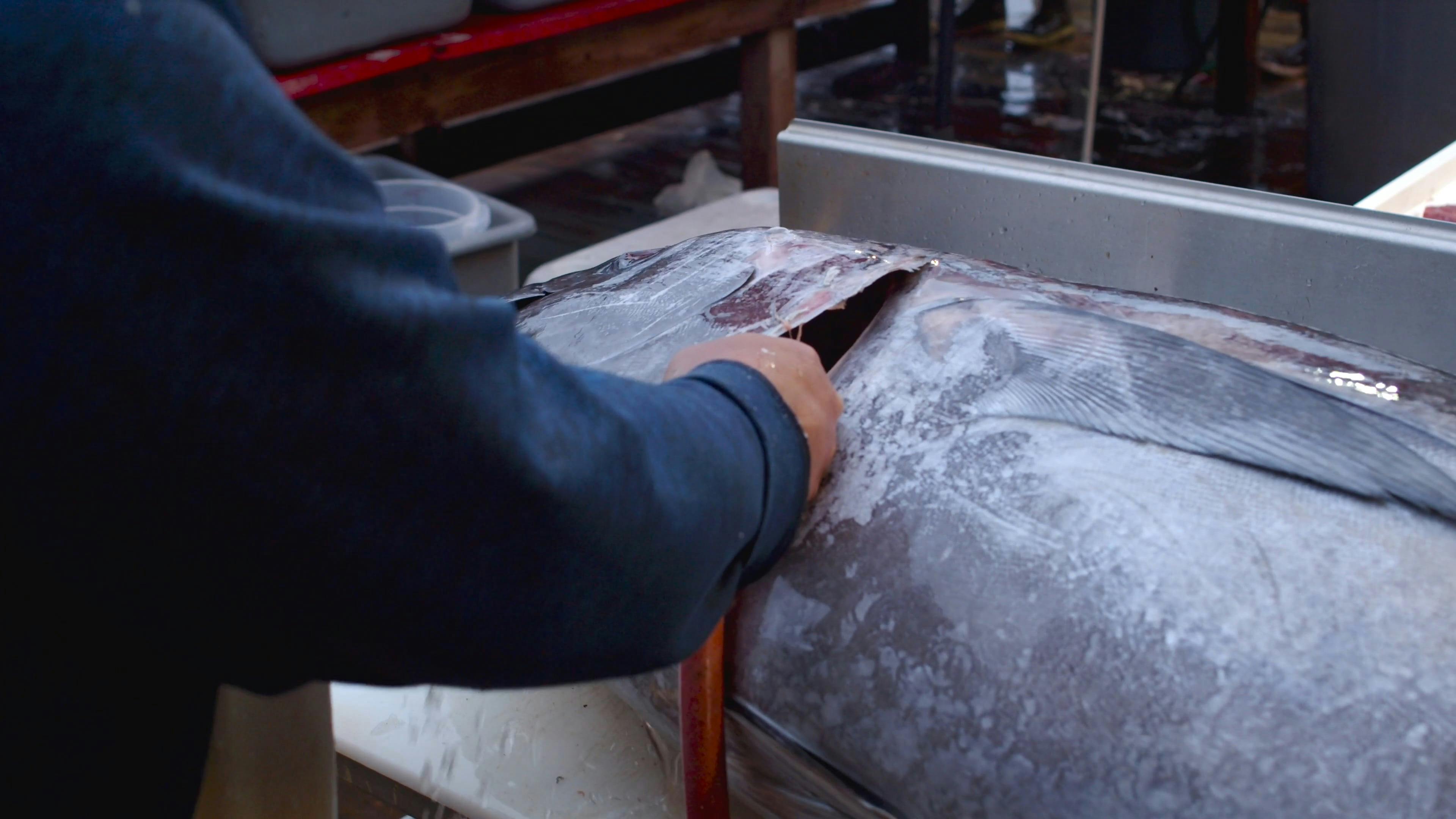 A Person Washing a Tuna With a Hose Free Stock Video Footage, Royalty ...