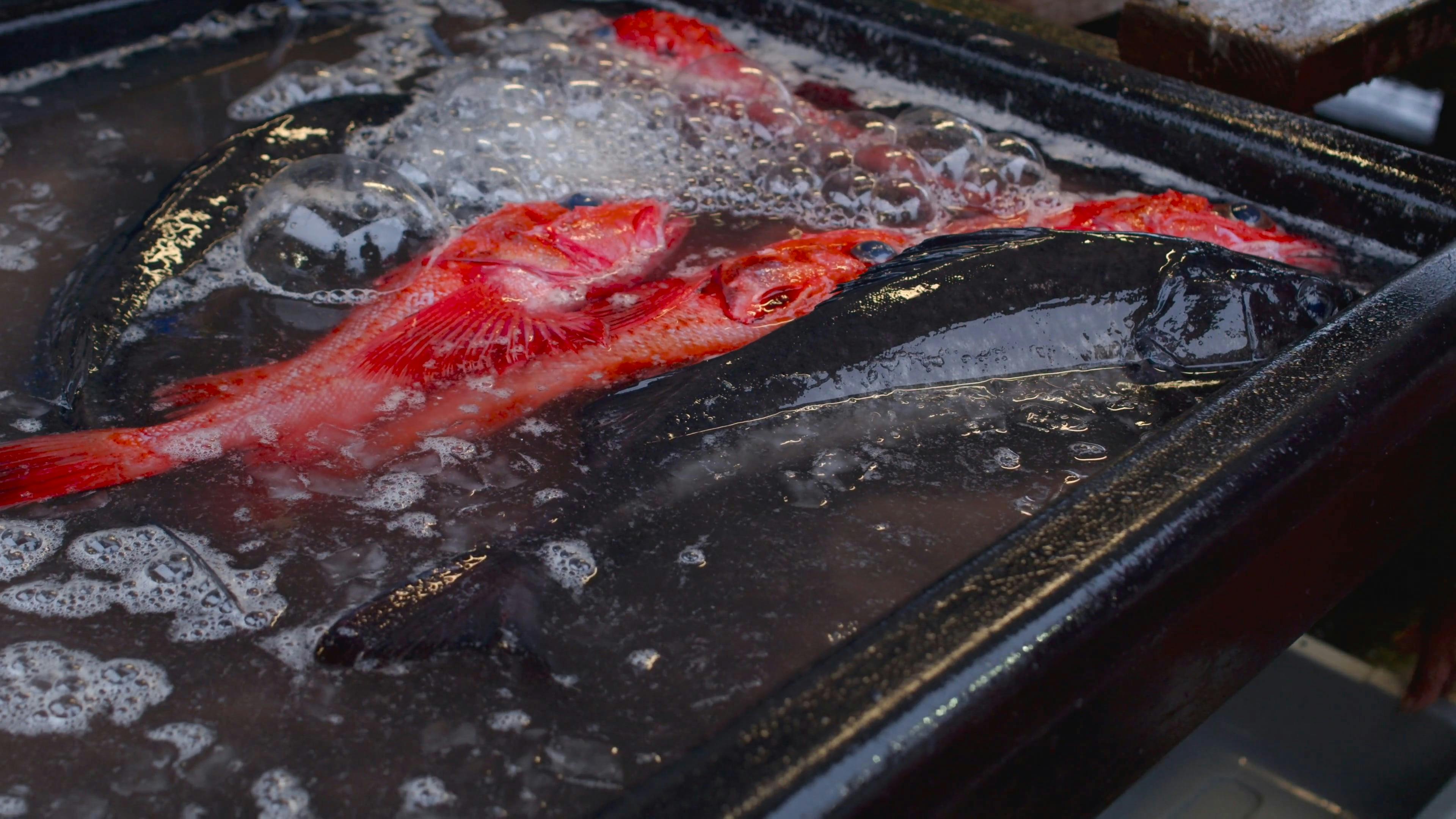 Fish Trading Videos, Download The BEST Free 4k Stock Video Footage ...