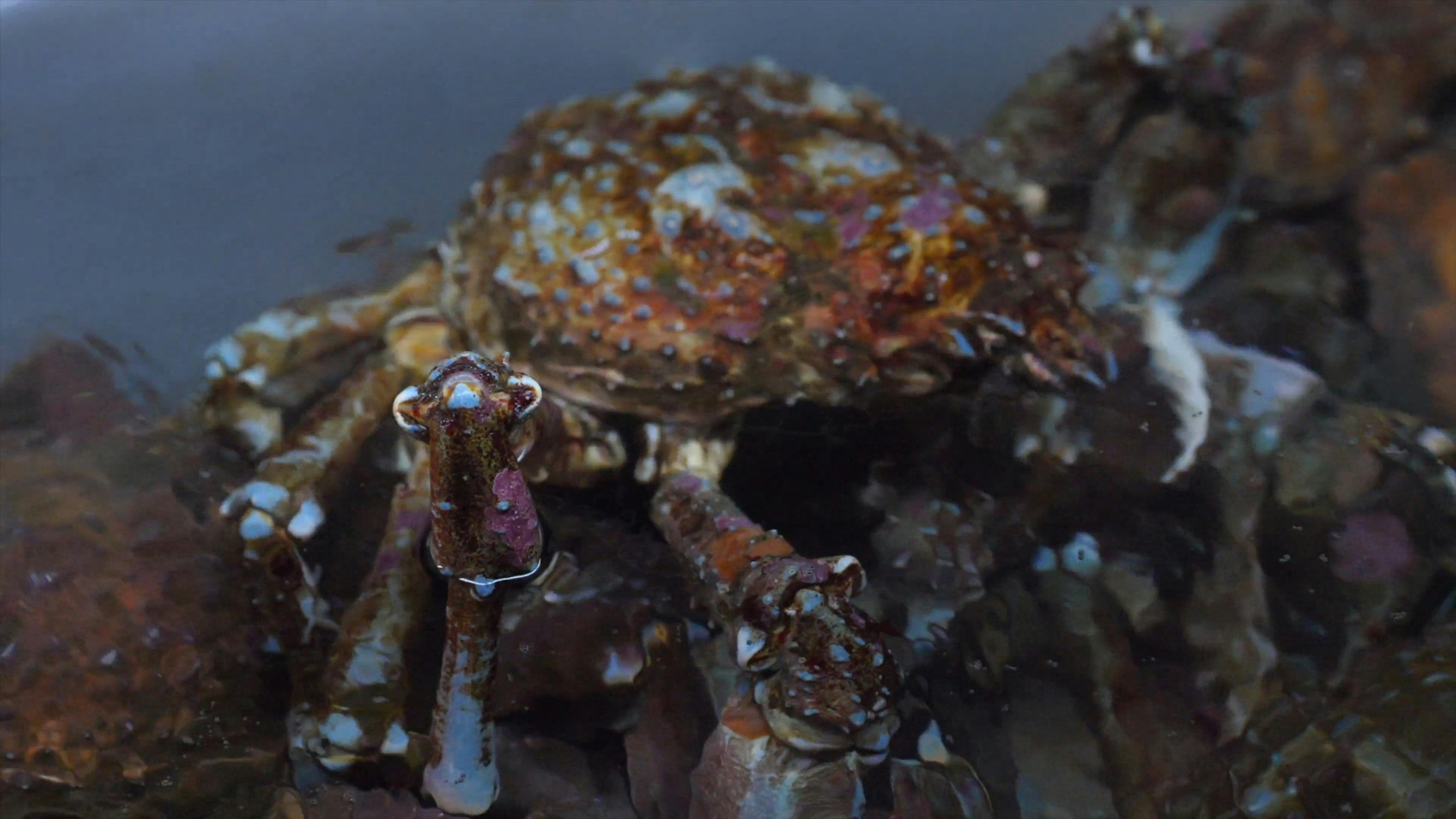 A Crab Under the Water · Free Stock Video