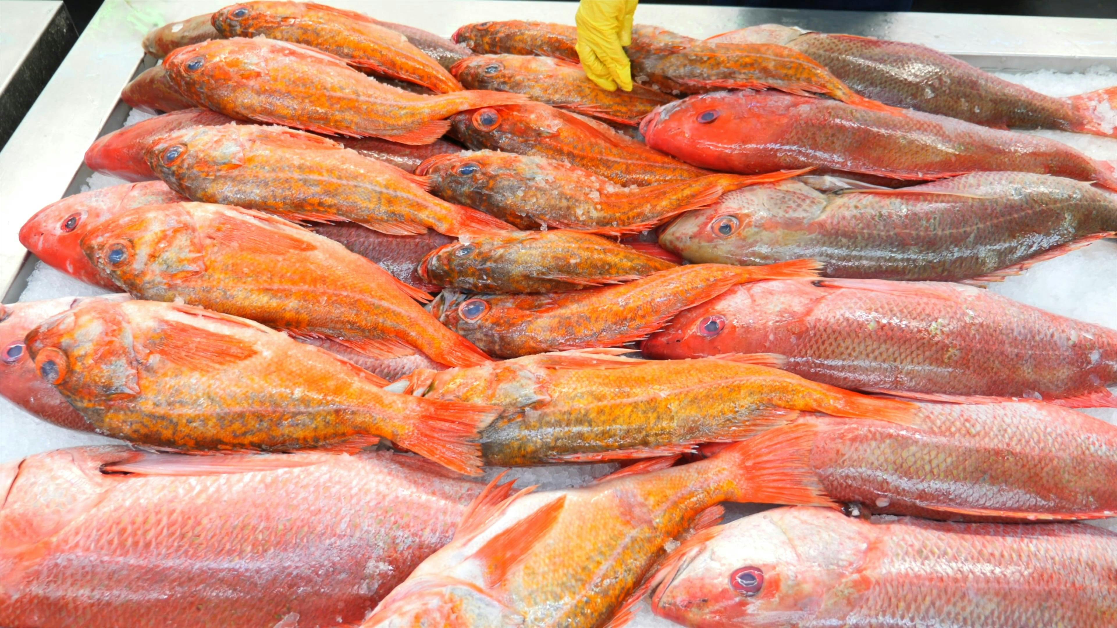 Person Arranging Fresh Fishes on the Tray Free Stock Video Footage ...