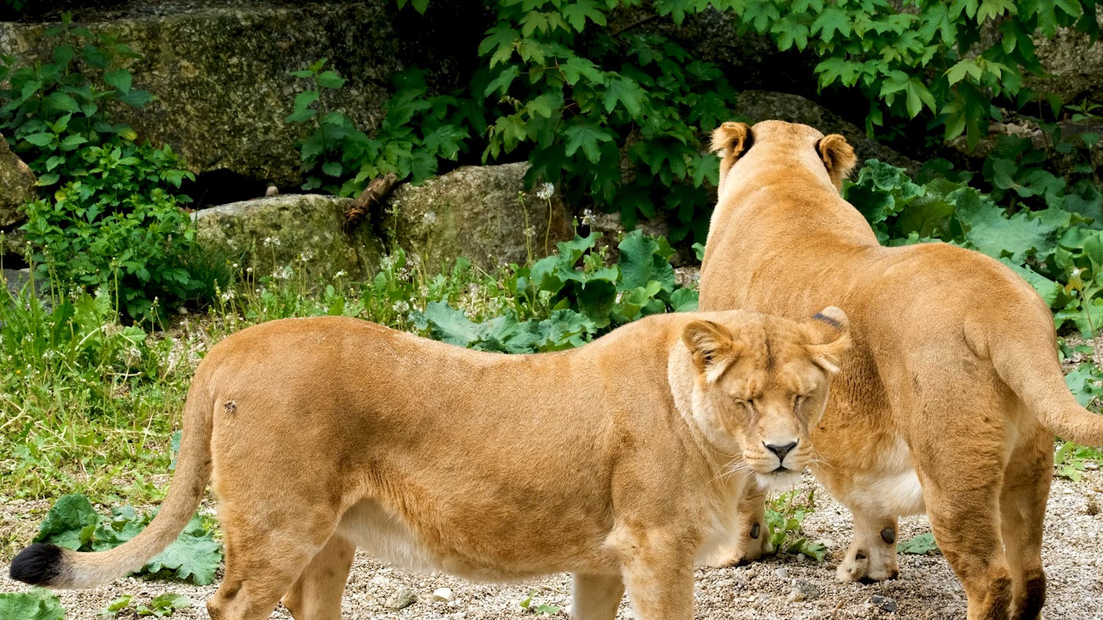 Animals Hunting Videos, Download The BEST Free 4k Stock Video Footage ...