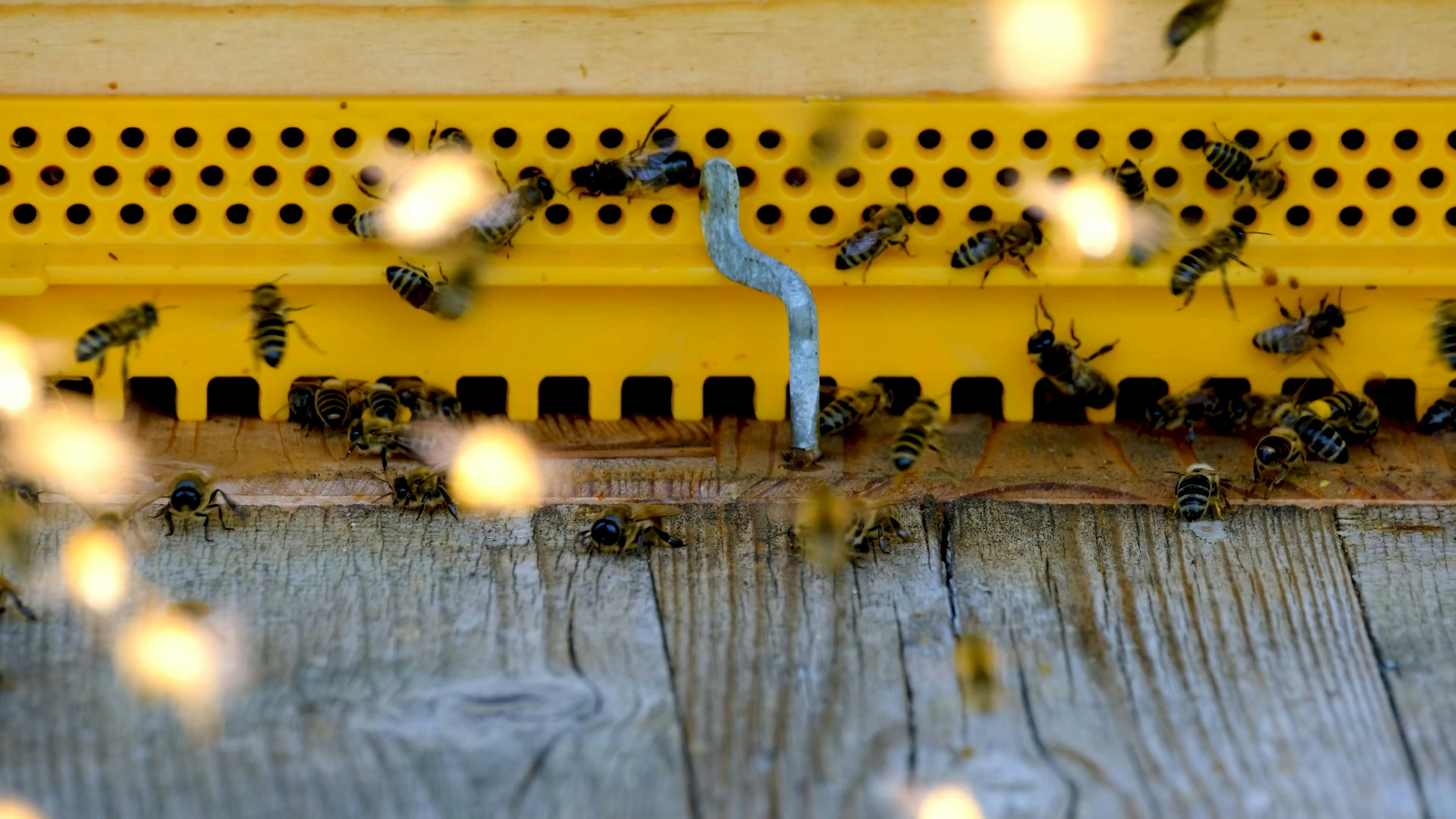 Video Of Flying Bees Free Stock Video Footage, Royalty-Free 4K & HD ...