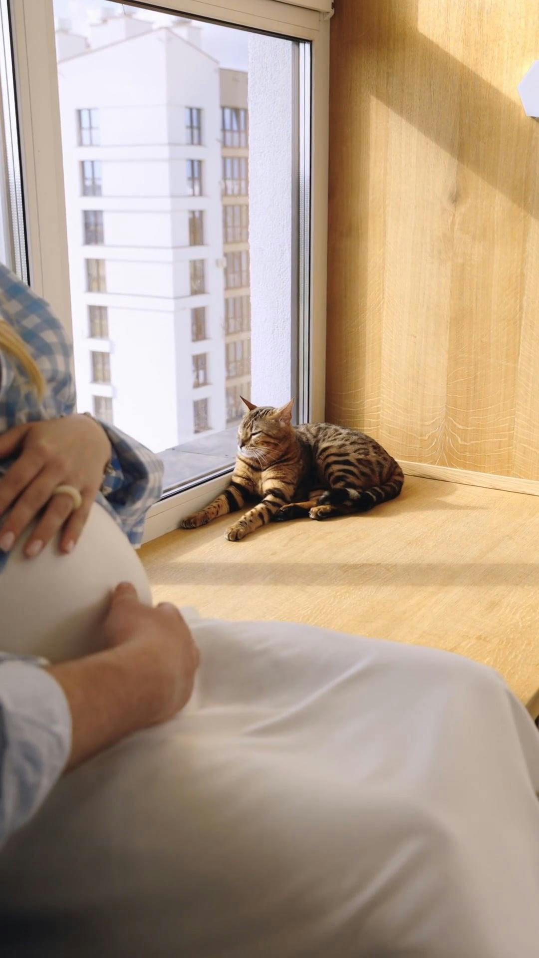 Cat In Home Videos, Download The BEST Free 4k Stock Video Footage & Cat ...