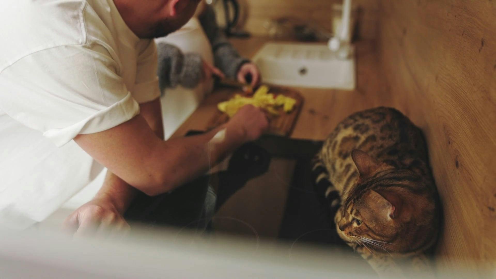 Man Eating in Front of a Cat Free Stock Video Footage, Royalty-Free 4K ...