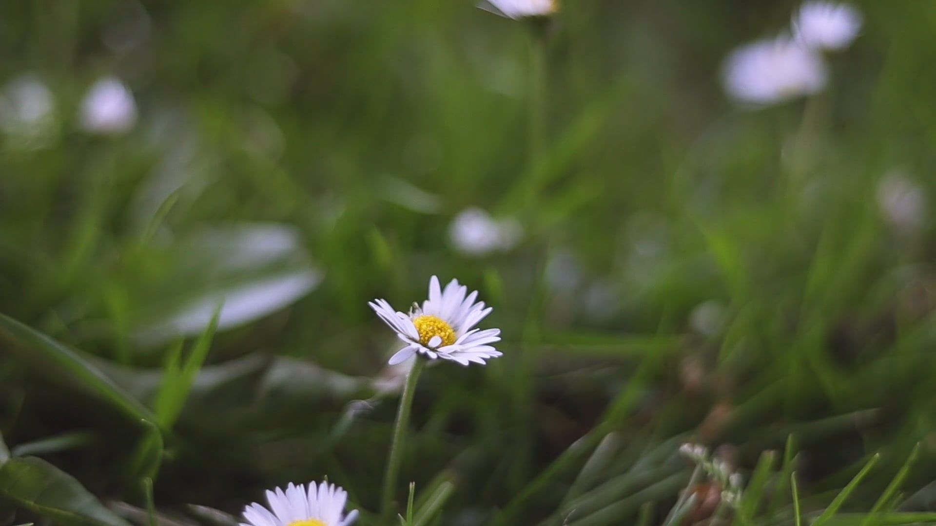 Tiny Wild Flowers In Close View Free Stock Video Footage, Royalty-Free ...