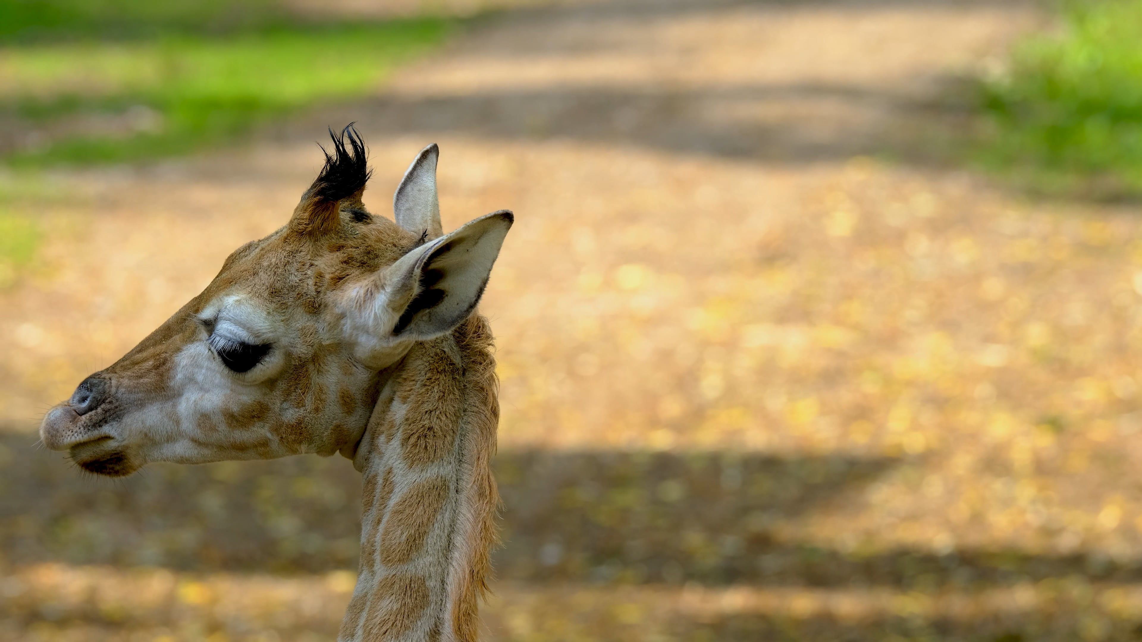 A Giraffe Walking In The Wilderness Free Stock Video Footage, Royalty ...