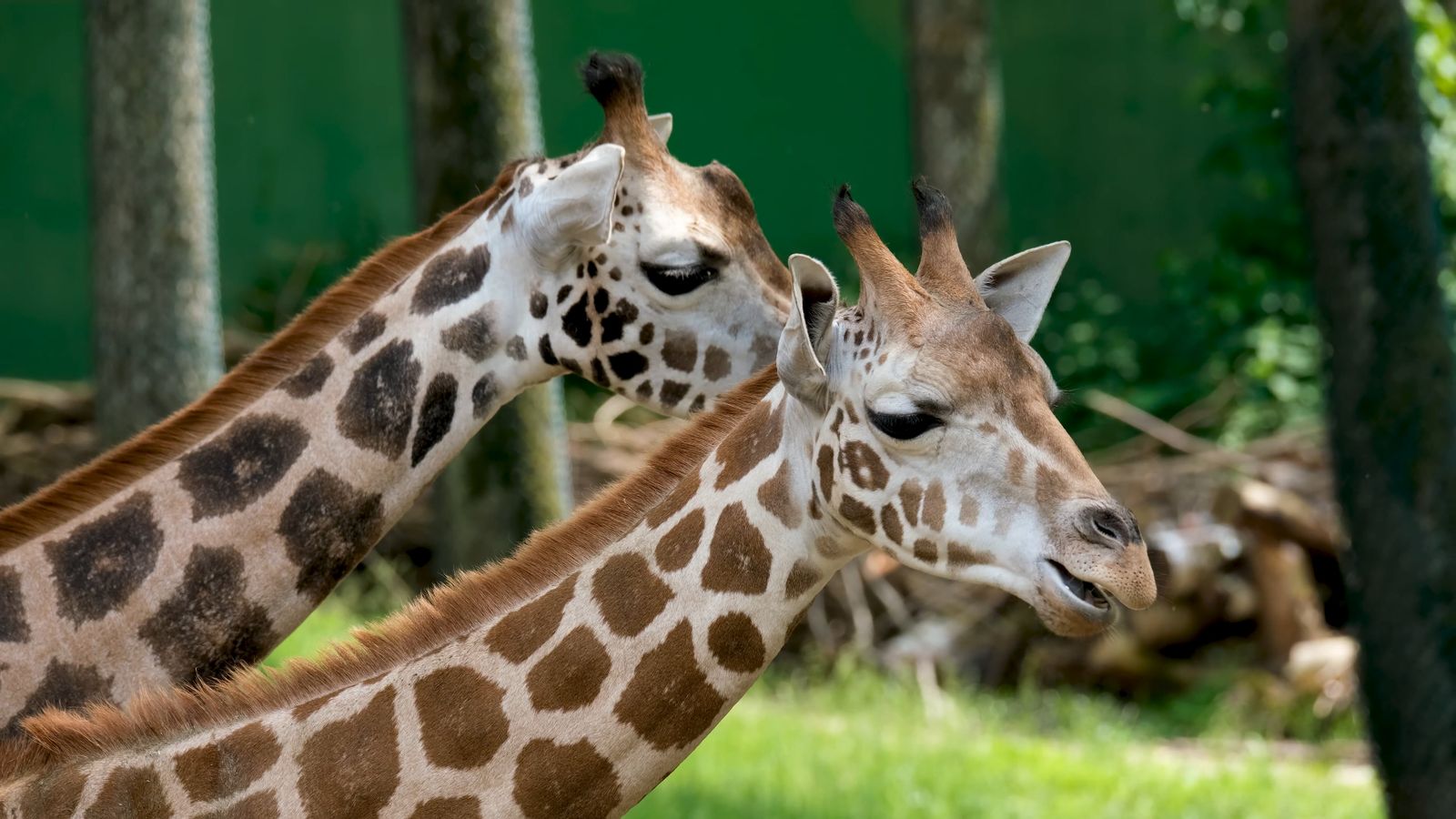 Giraffes Videos, Download The BEST Free 4k Stock Video Footage ...