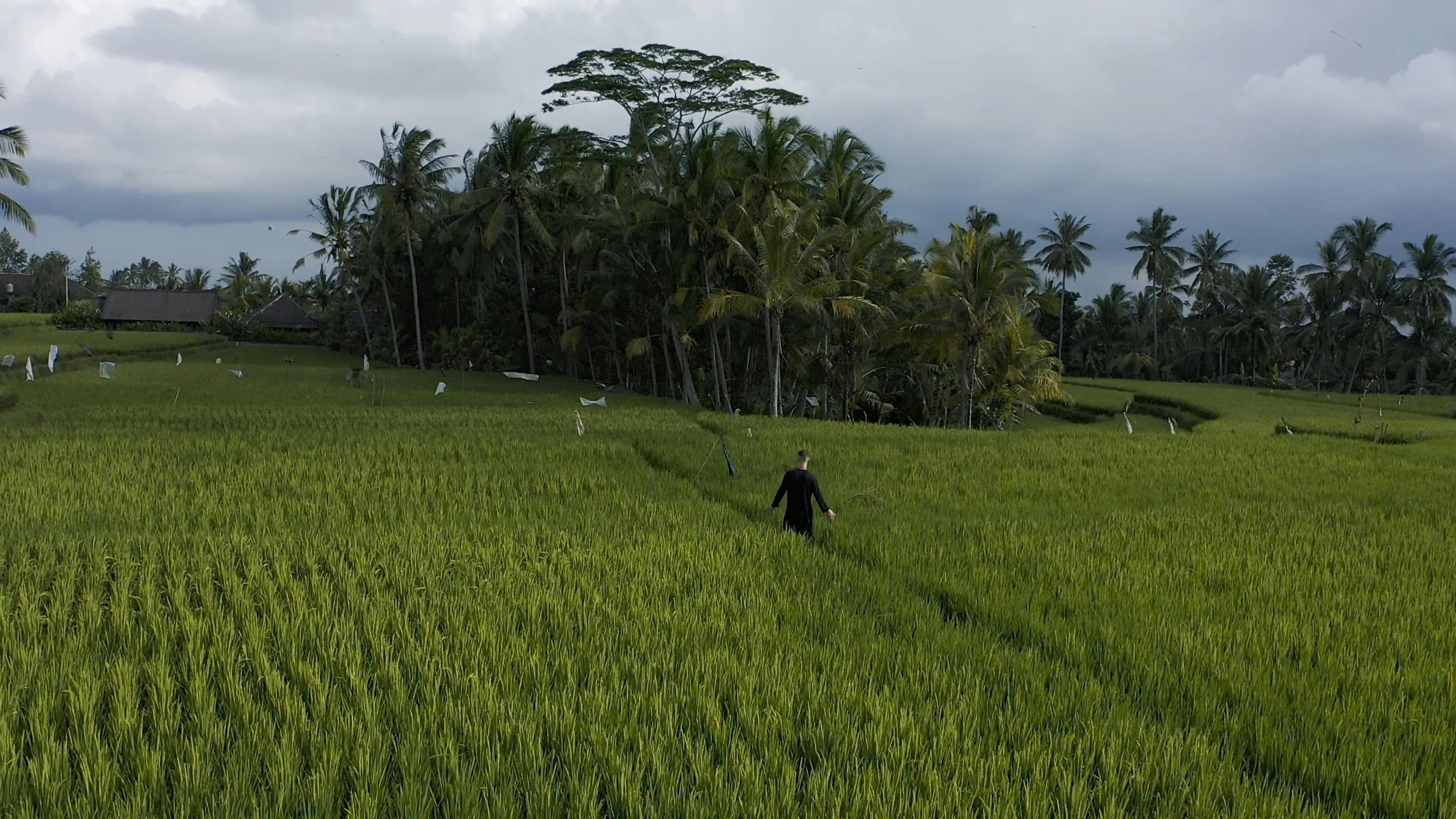 Drone Footage of Rice Fields · Free Stock Video