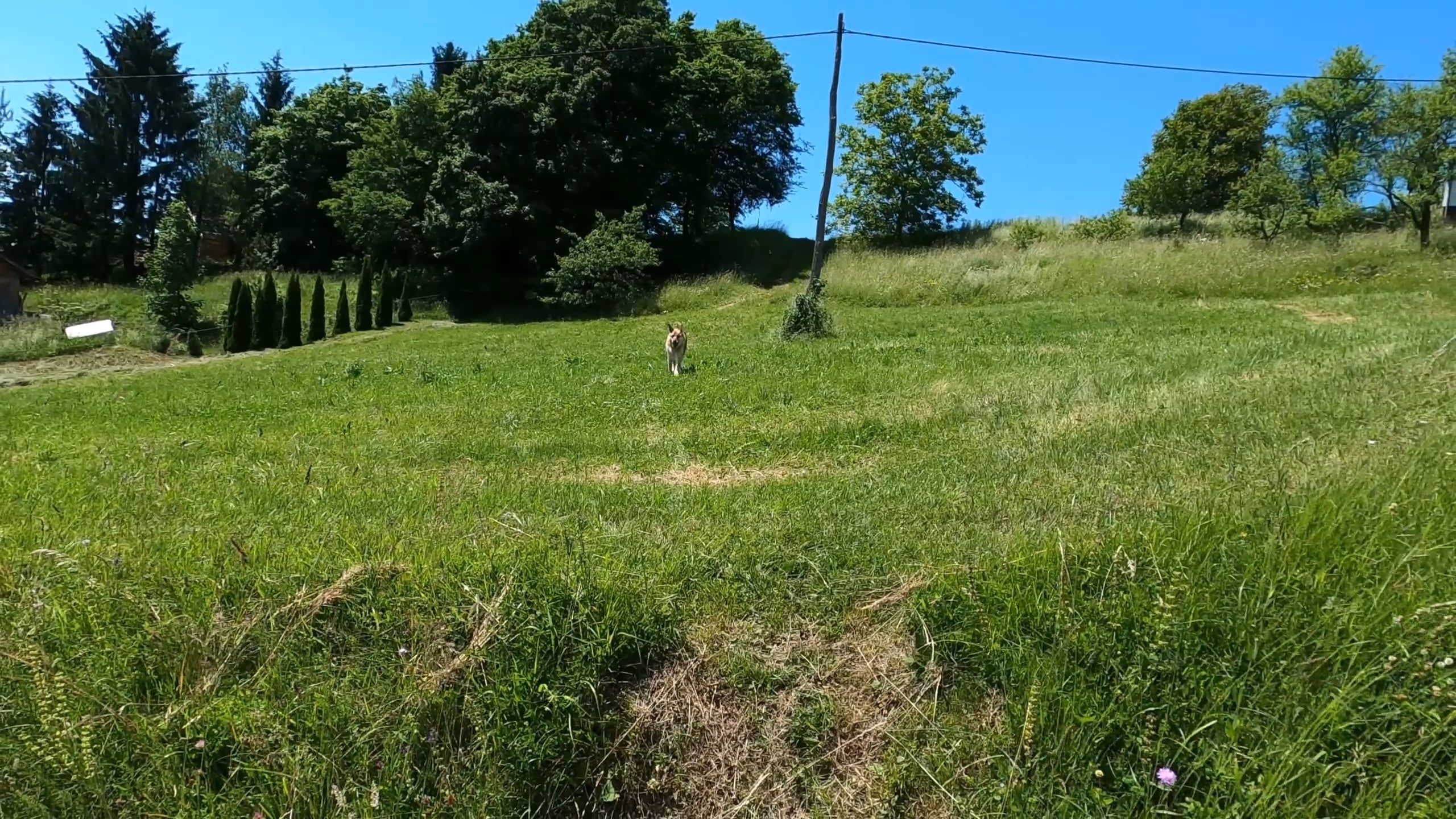 Dog Walking on Grass Free Stock Video Footage, Royalty-Free 4K & HD ...