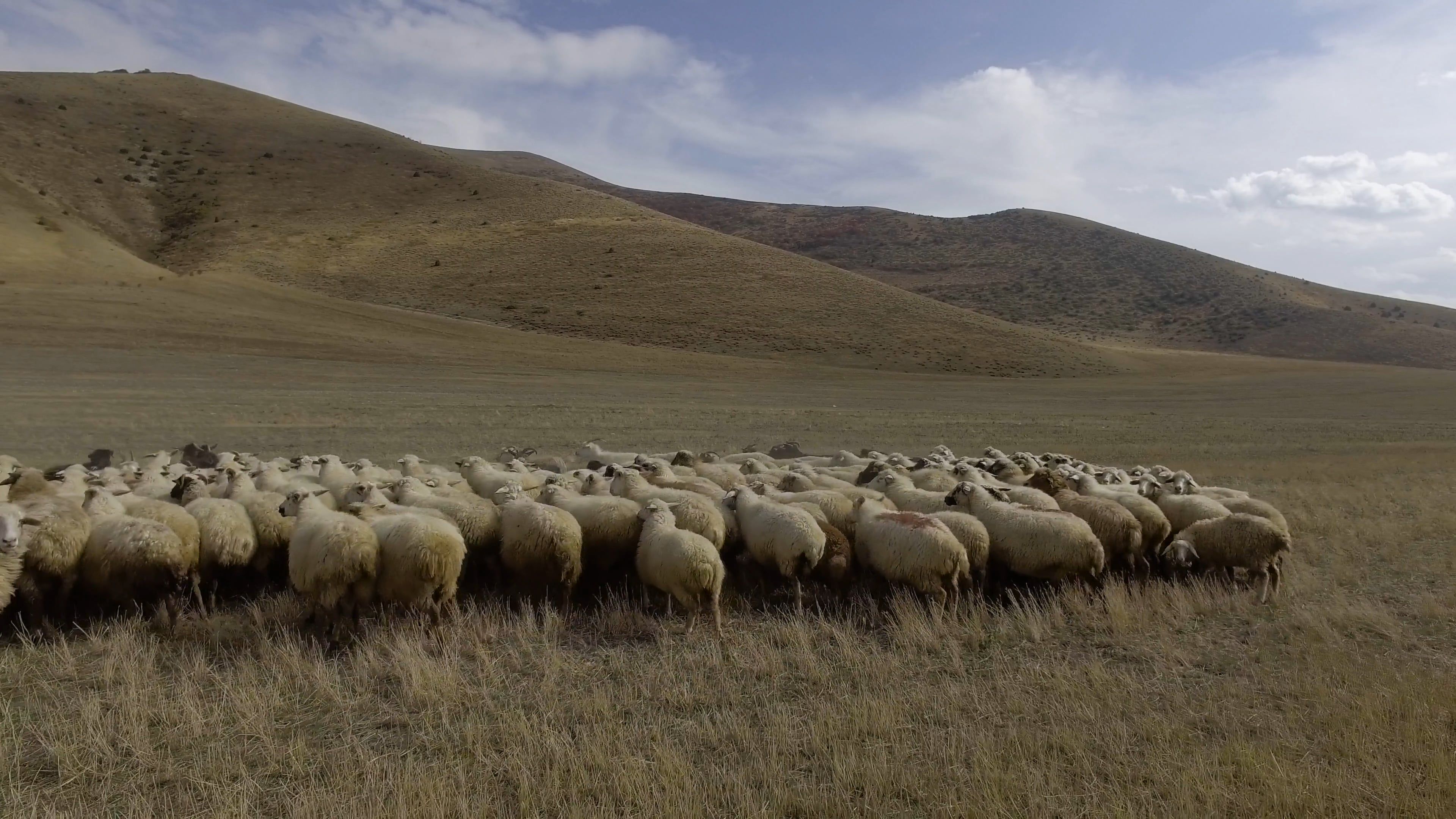 A Flock of Sheep Walking on a Steppe Free Stock Video Footage, Royalty ...