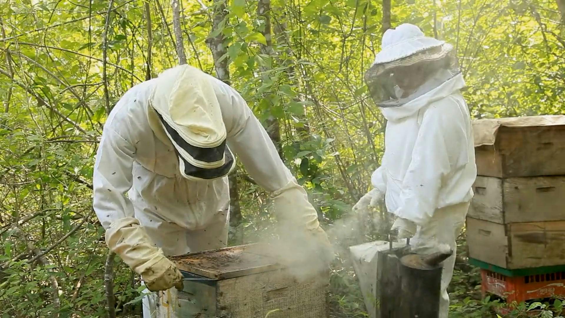 Apitherapy Videos, Download The BEST Free 4k Stock Video Footage ...