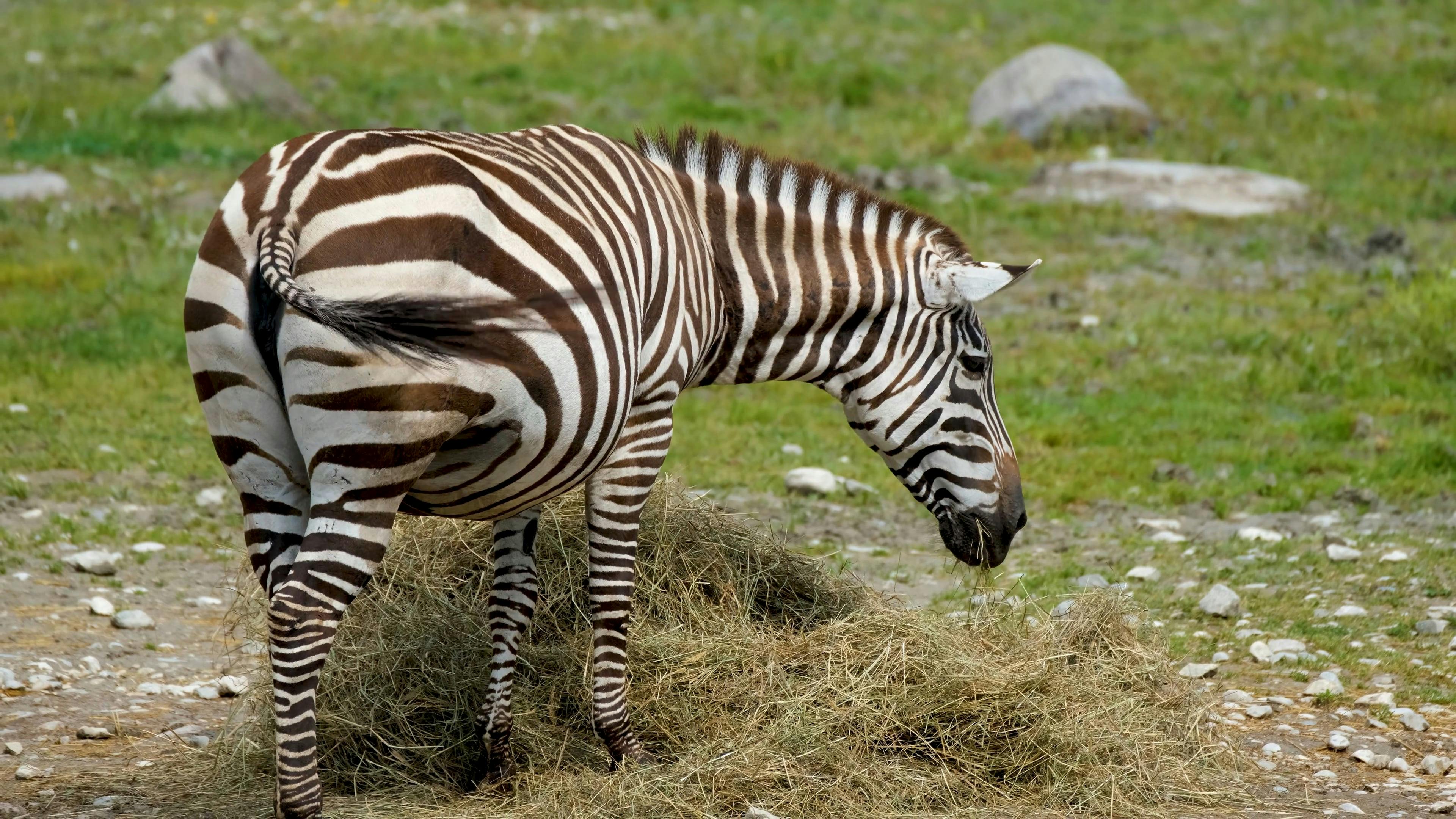 Zebra Eating Hay Free Stock Video Footage, Royalty-Free 4K & HD Video Clip