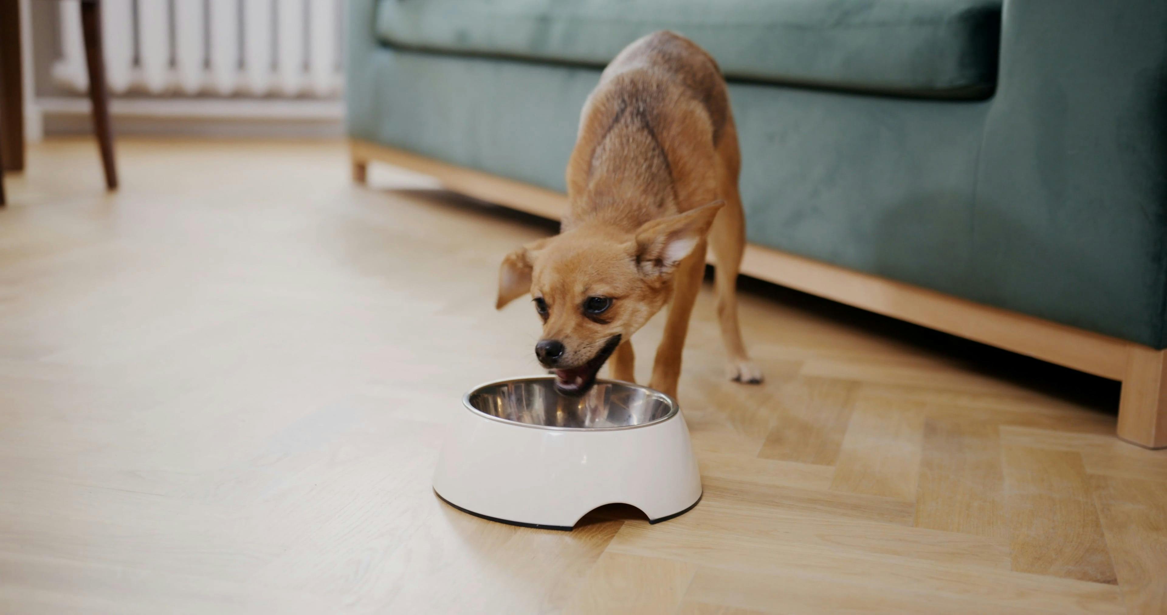 Video of a Dog Eating Free Stock Video Footage, Royalty-Free 4K & HD ...