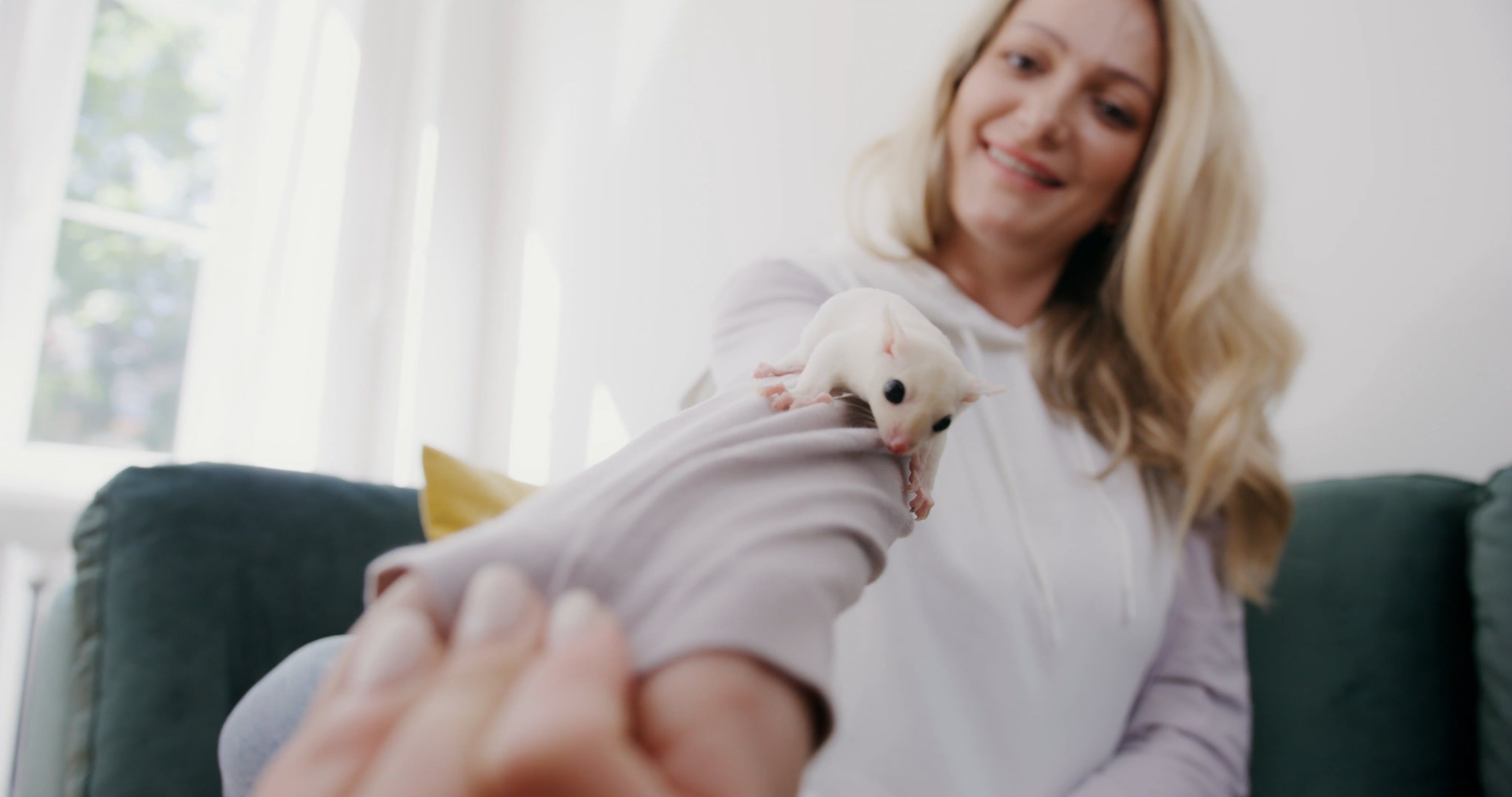 A Furry Animal Crawling on a Woman's Arm Free Stock Video Footage ...