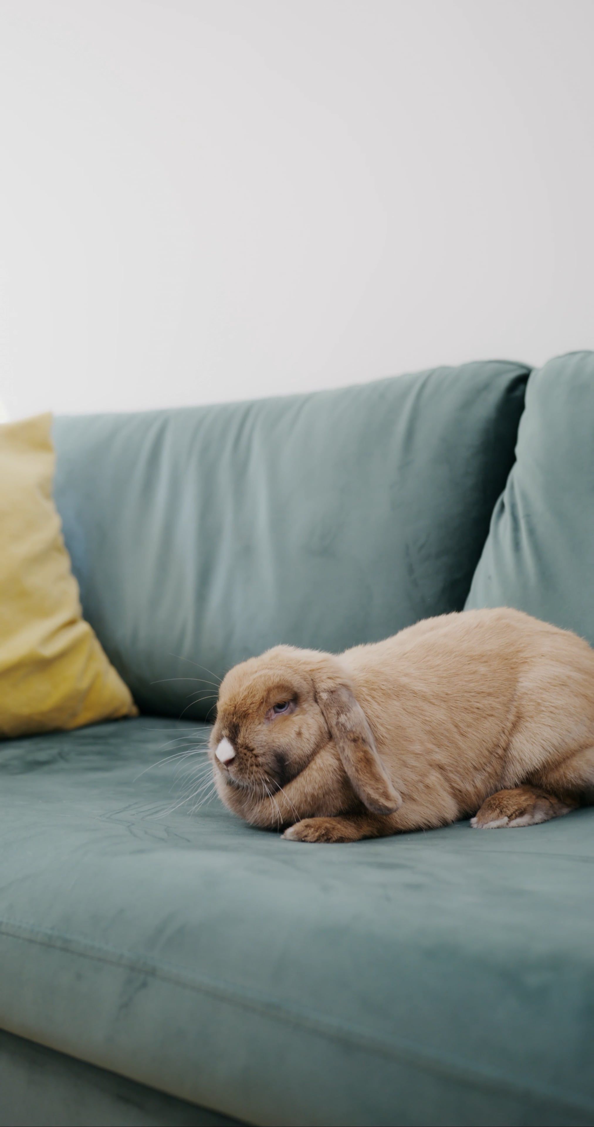 Rabbits Resting On A Pot With A Plant Free Stock Video Footage, Royalty ...
