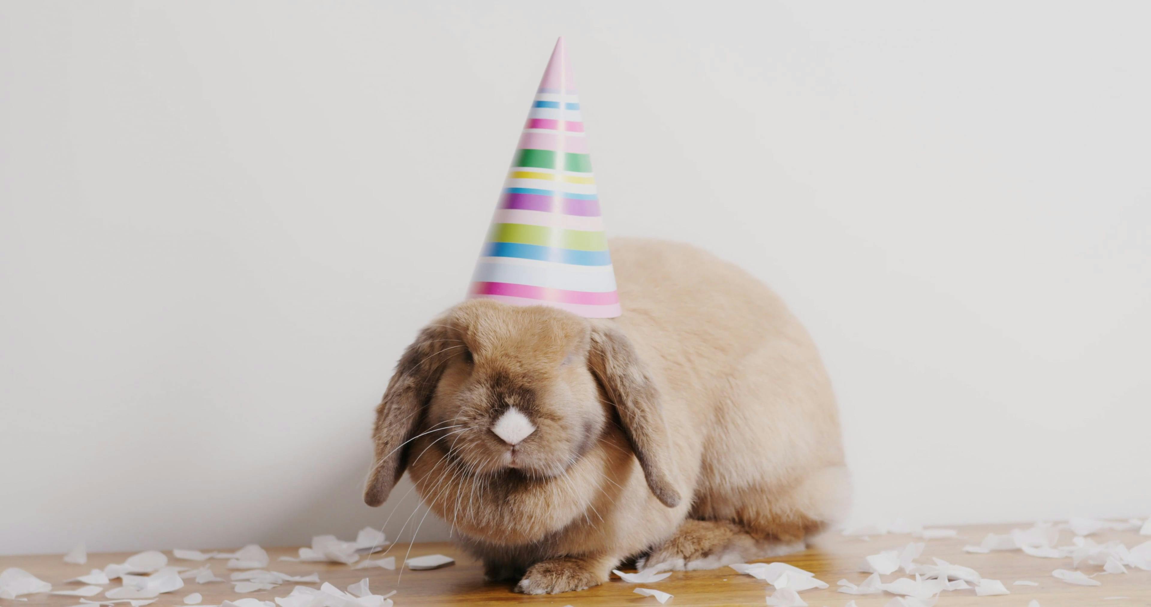 A Rabbit Wearing a Birthday Hat · Free Stock Video