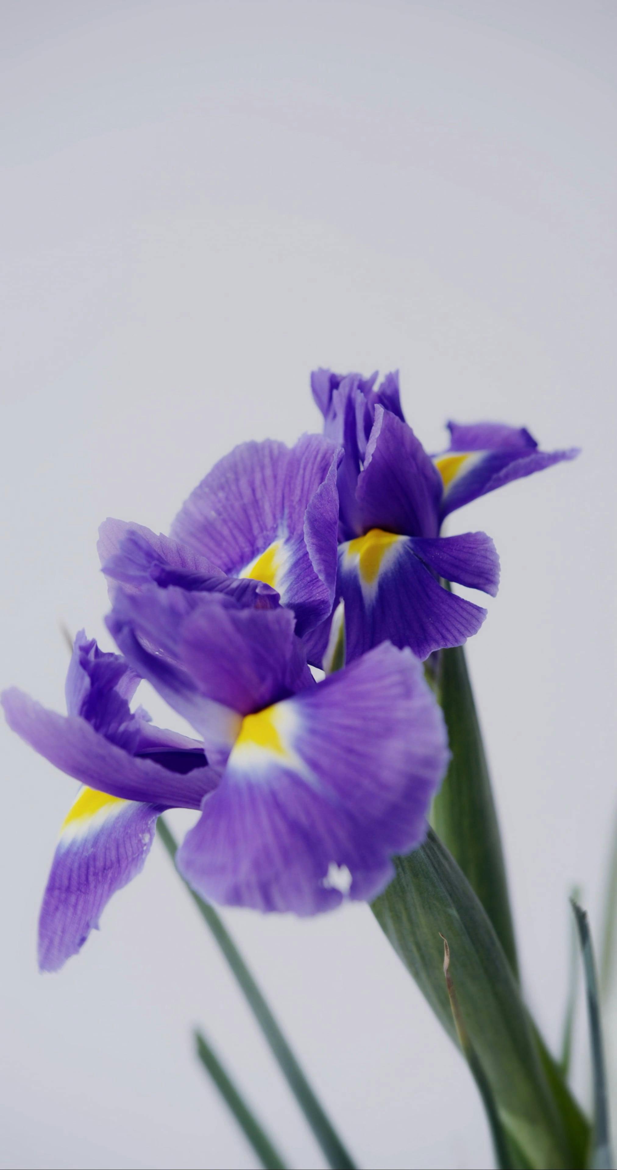 Closeup Video Of a Flower Free Stock Video Footage, Royalty-Free 4K ...