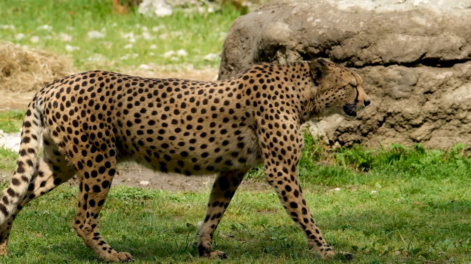 A Cheetah Walking and Looking Around · Free Stock Video