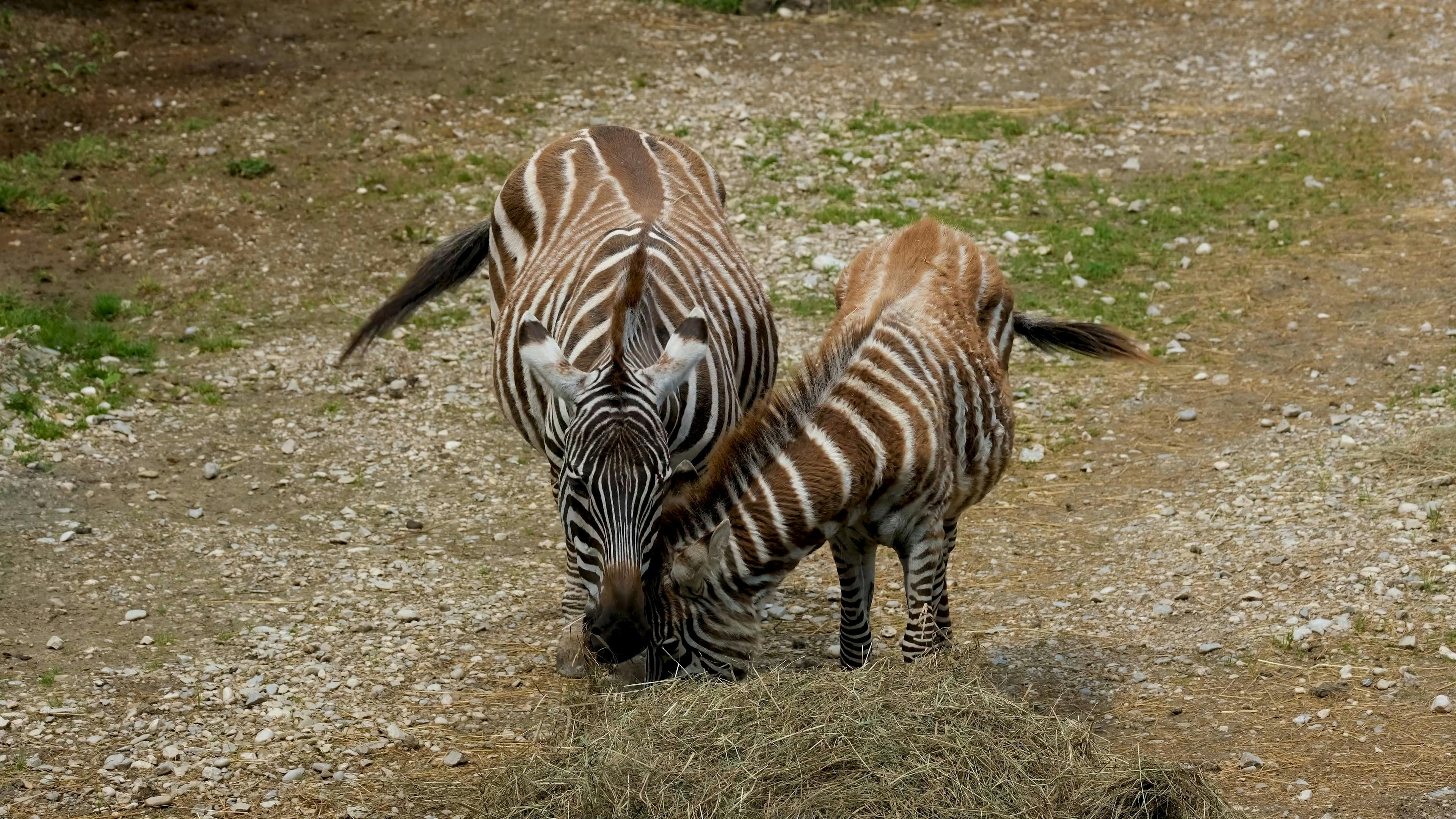 Vídeos de stock gratuitos sobre áfrica, al aire libre, animal, animales ...