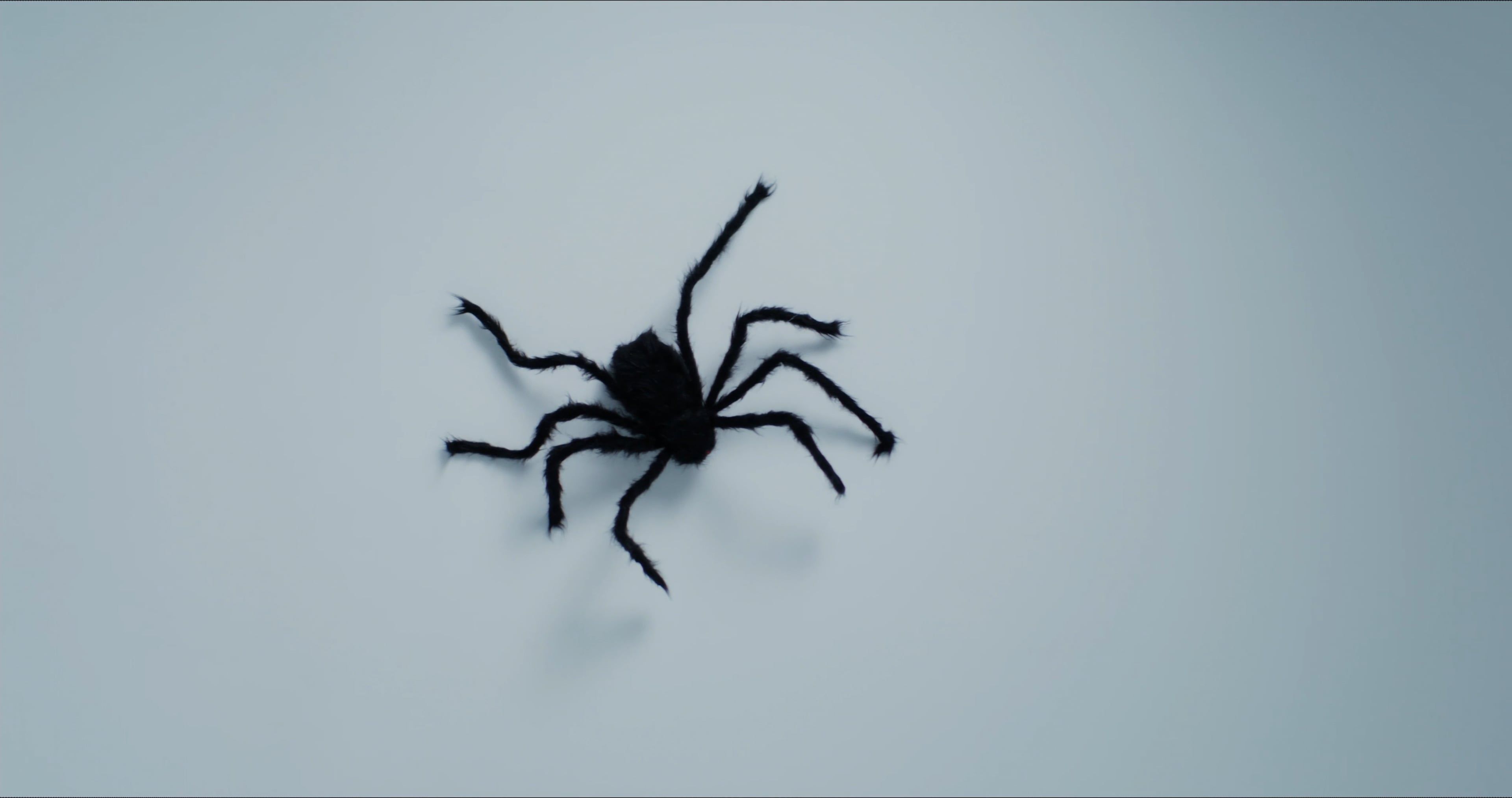 Close Up View Of A Black Giant Spider · Free Stock Video