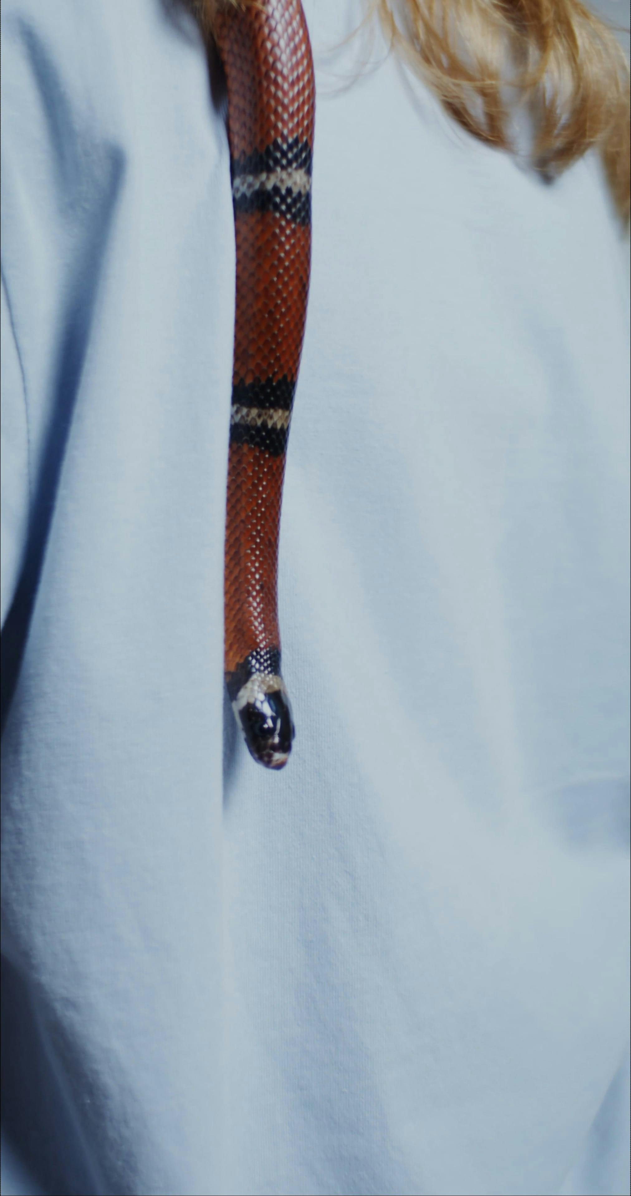 Process Snake Videos, Download The BEST Free 4k Stock Video Footage ...