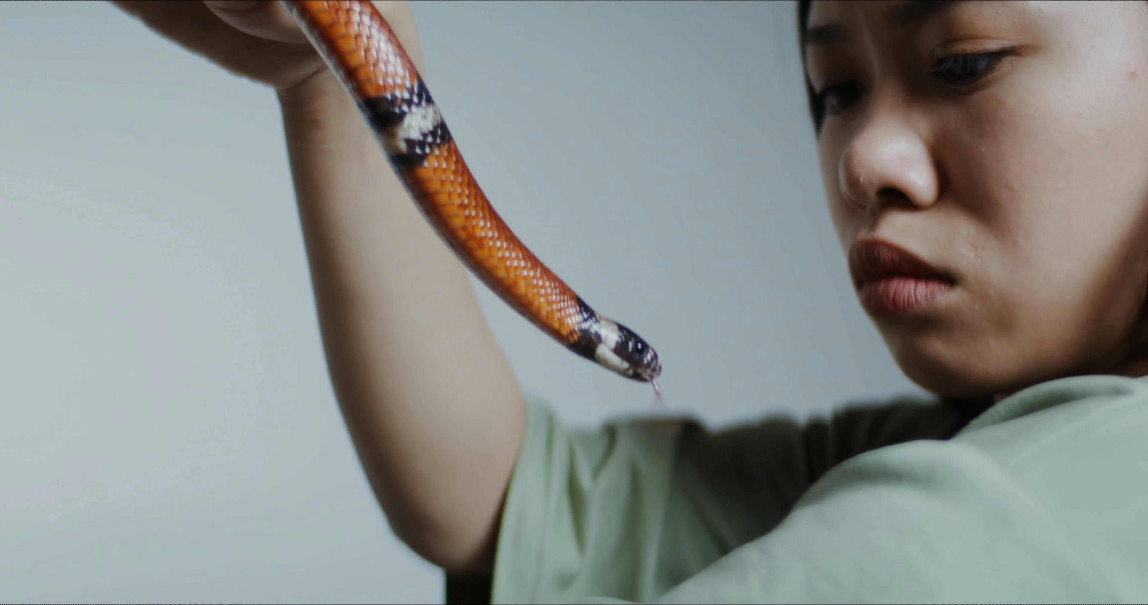 Woman Facing Her Fear By Holding A Snake Free Stock Video Footage ...