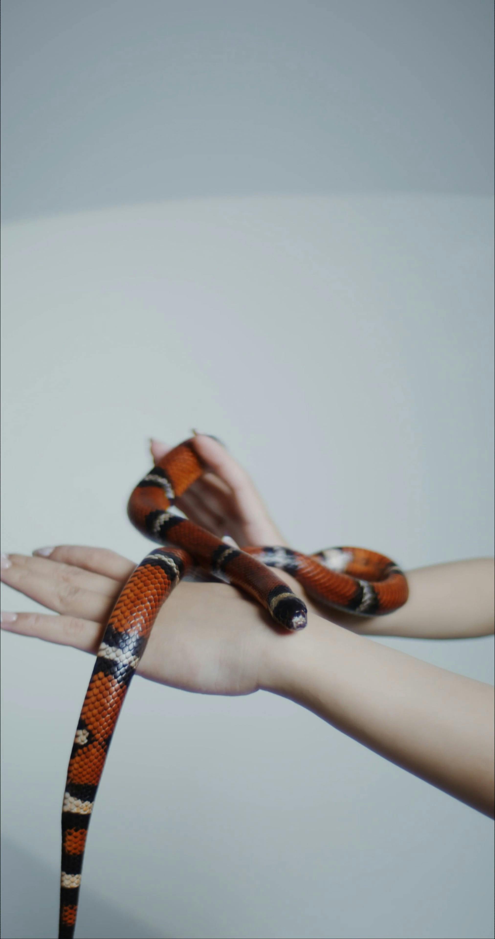 Person With Snake Crawling On Arm Free Stock Video Footage, Royalty ...