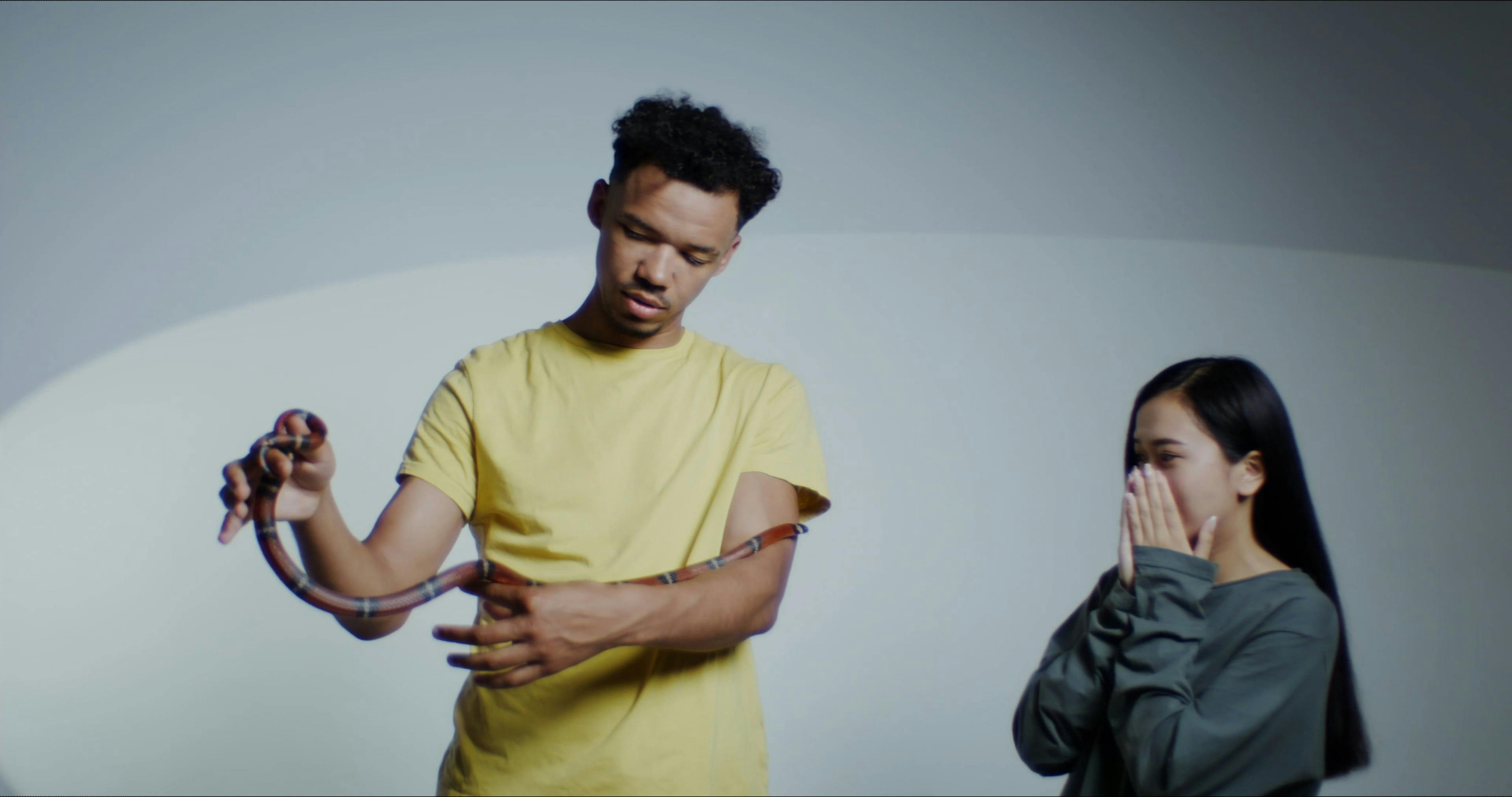 Animal In Conflict Videos, Download The BEST Free 4k Stock Video ...