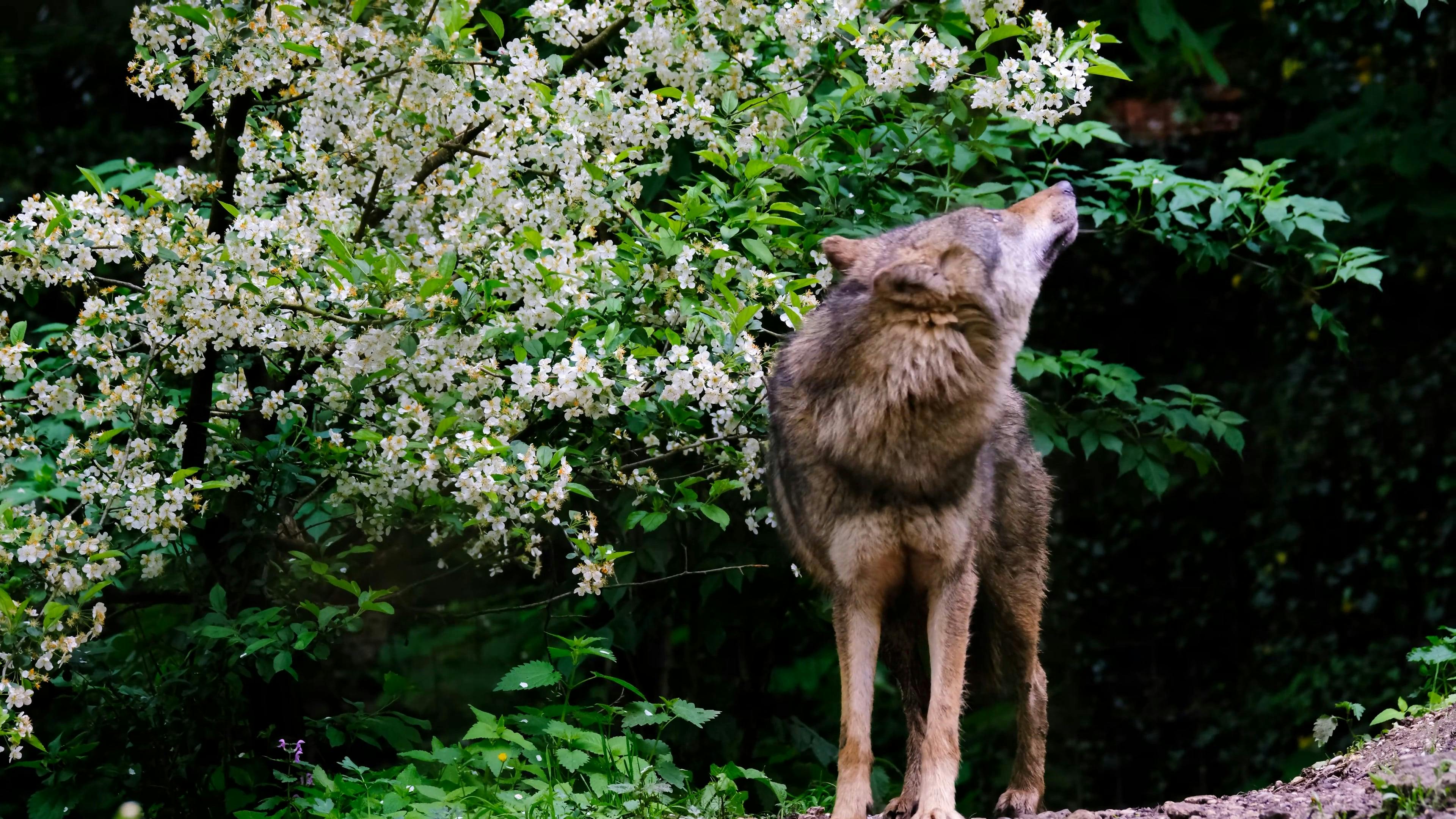 A Wolf in Its Natural Habitat Free Stock Video Footage, Royalty-Free 4K ...