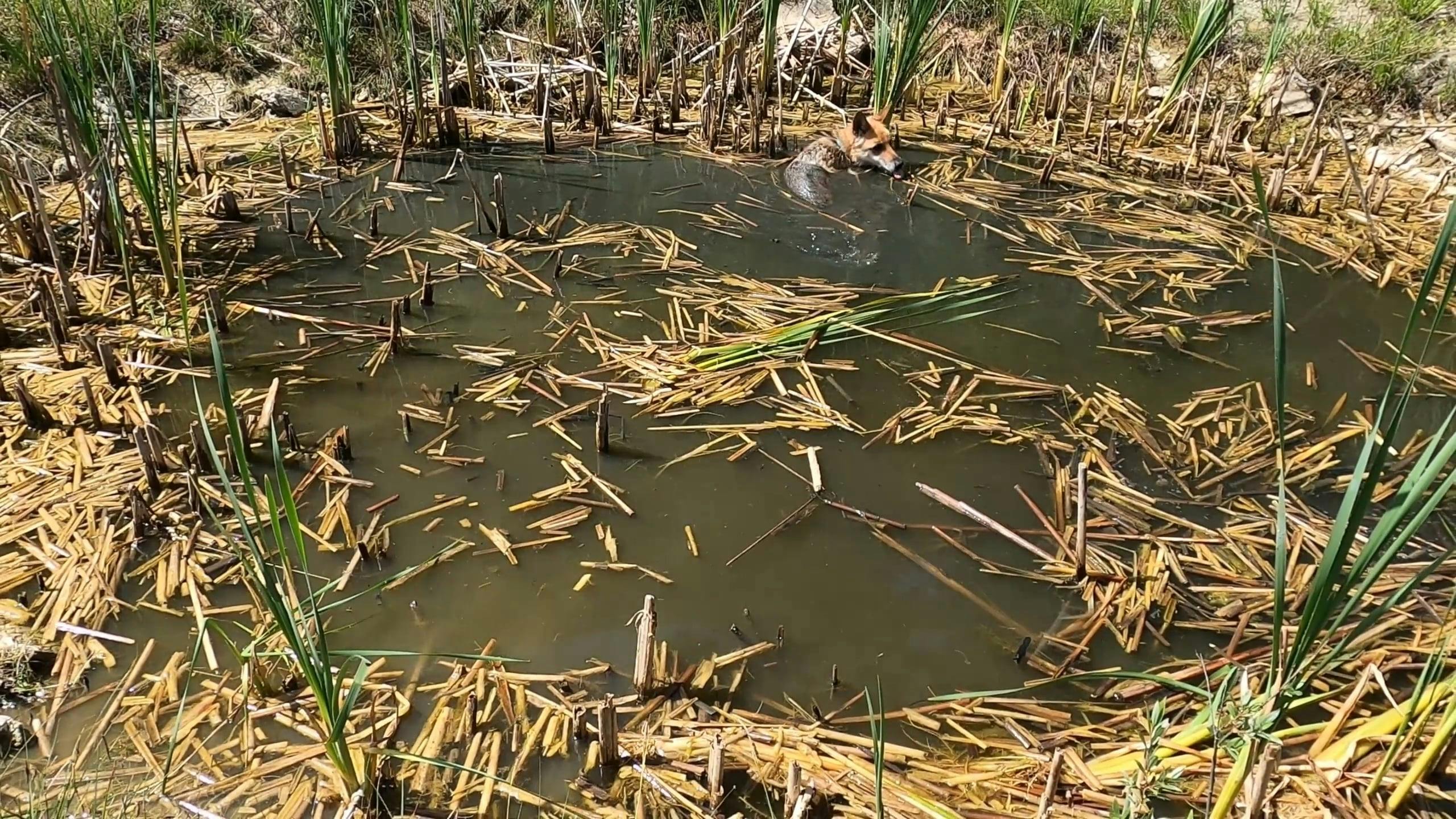 Ücretsiz açık hava, açık hava etkinliği, aktif, arka bahçe, bakir bölge ...
