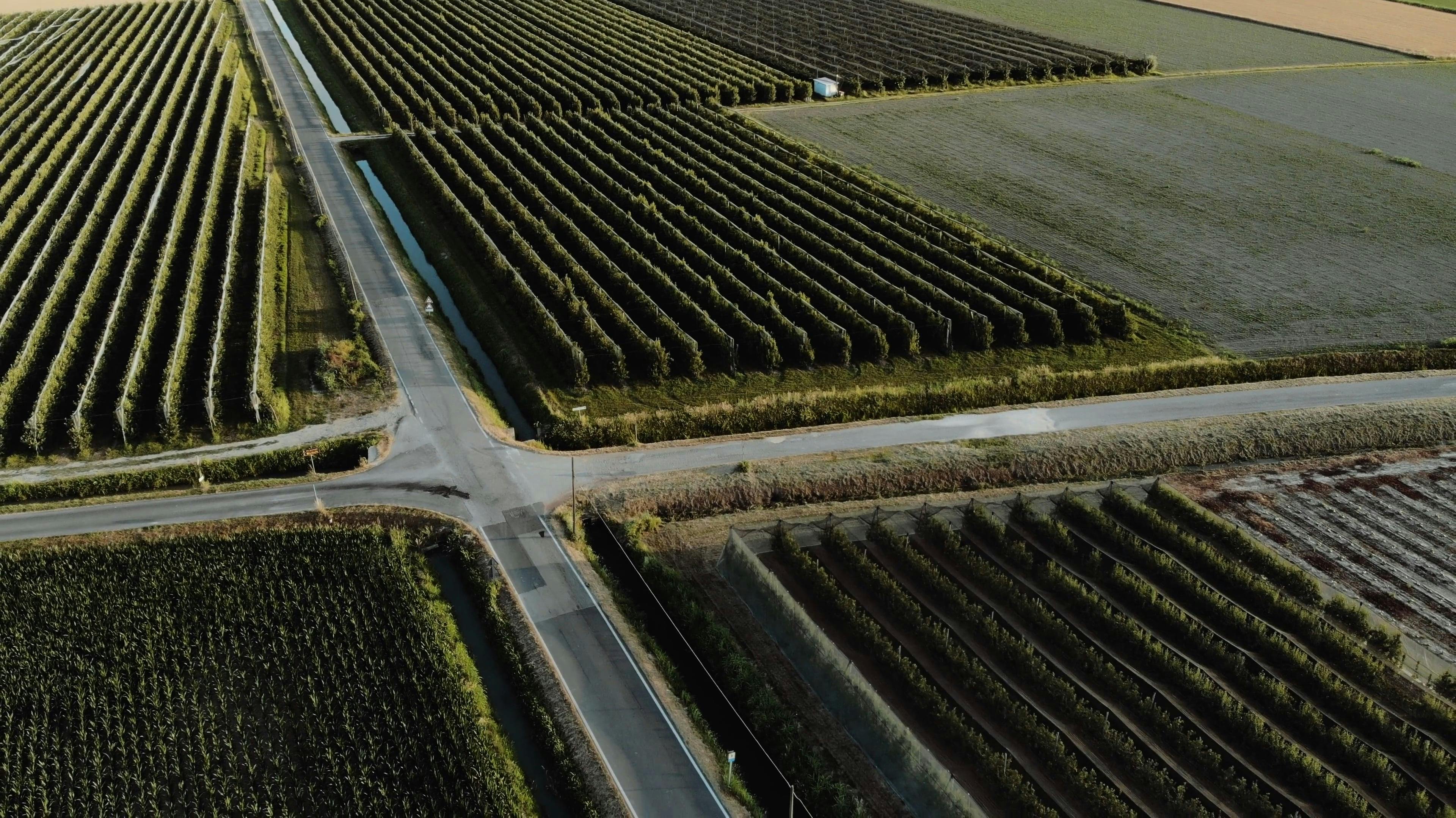 An aerial view of an orchard with rows of trees Free Stock Video ...